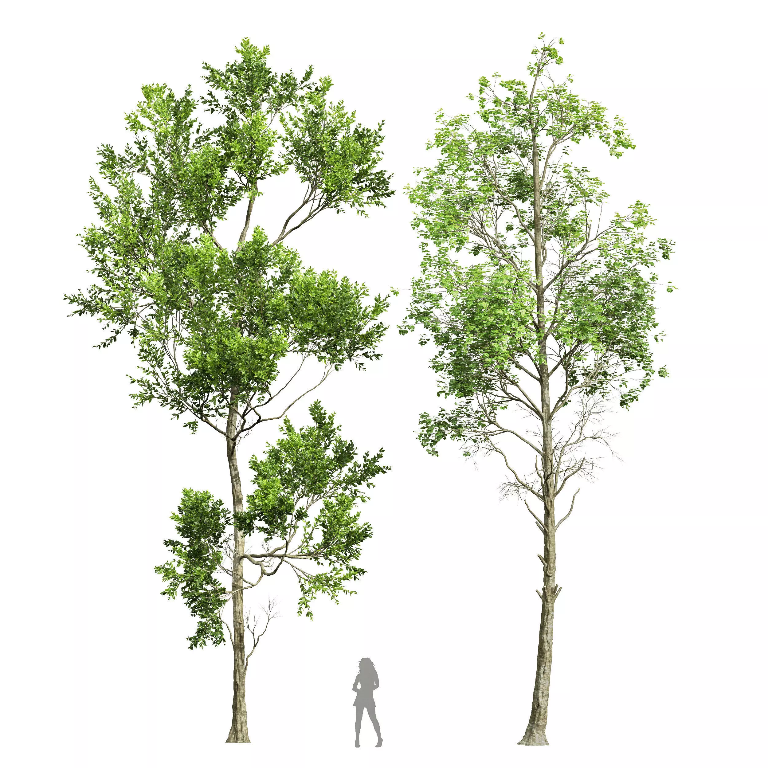 Fagus Grandifolia and Fagus Sylvatica 3D model | CGTrader