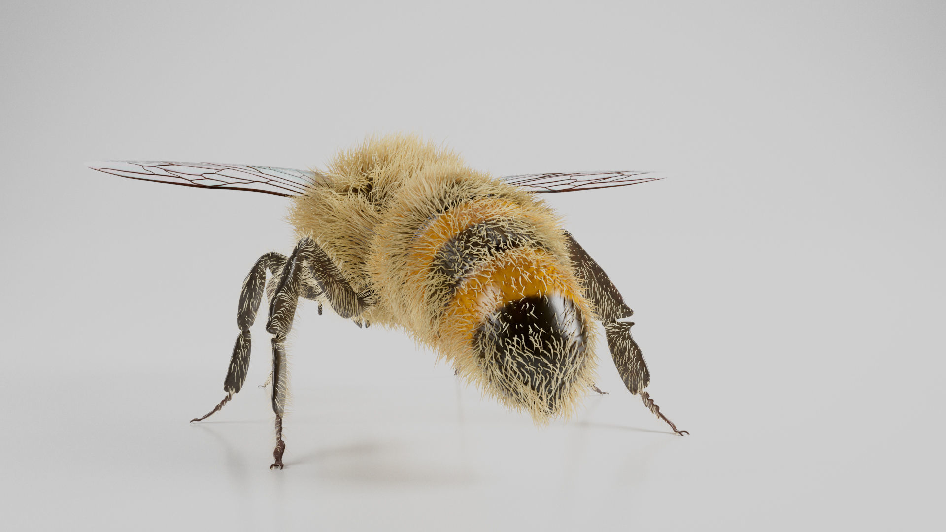 Realistic Honey Bee 3D model | CGTrader