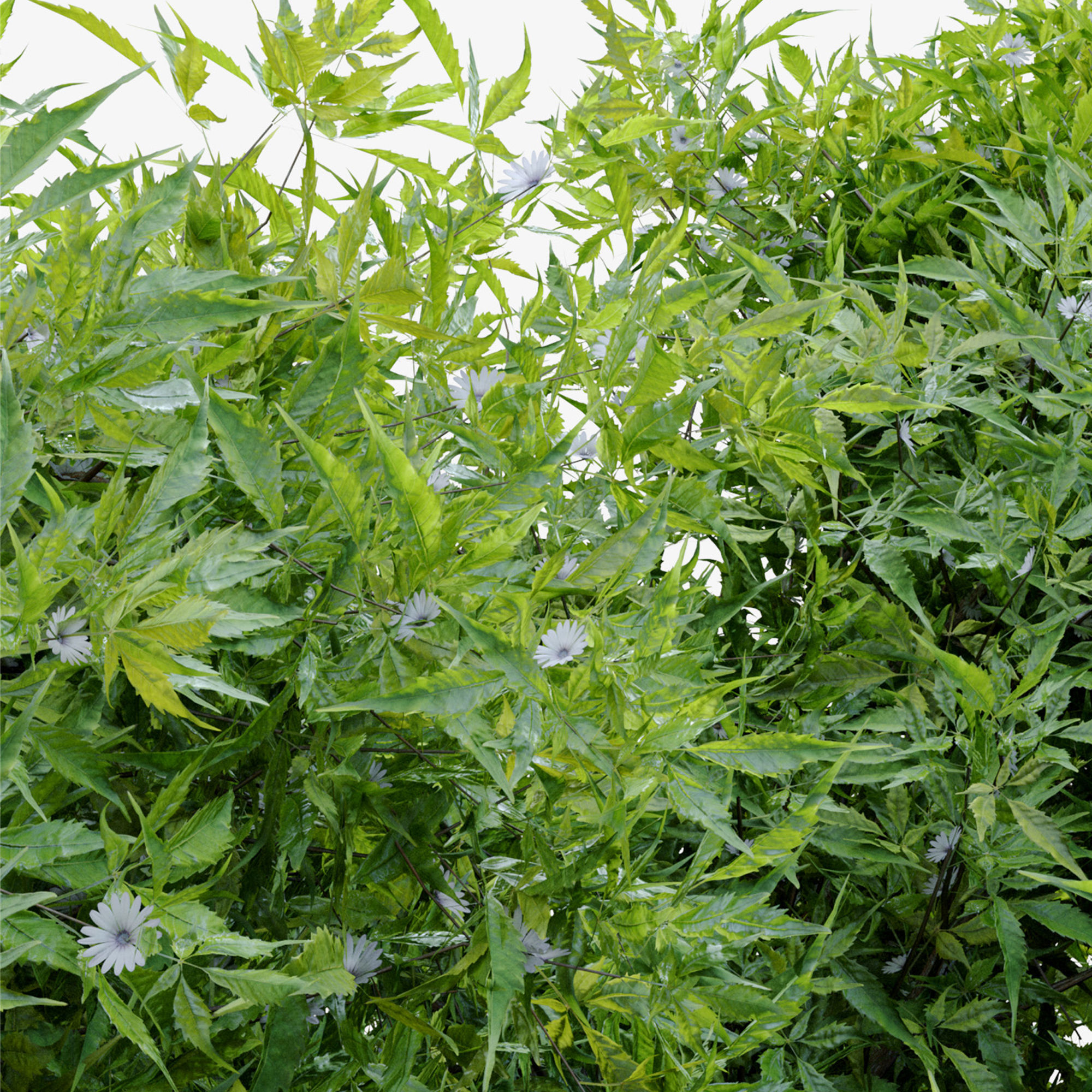 Bush 4 3D model | CGTrader