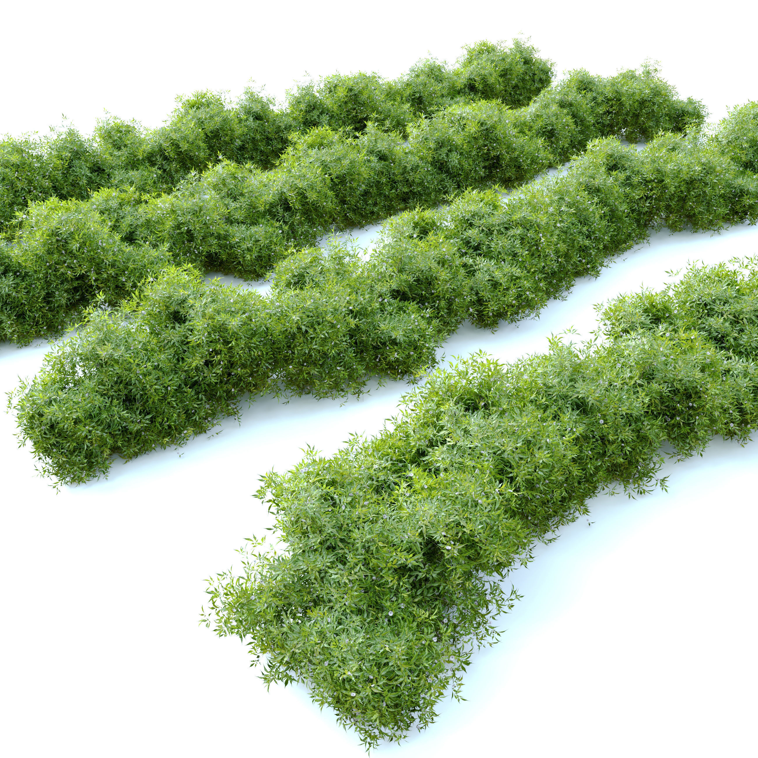 Bush 4 3D model | CGTrader