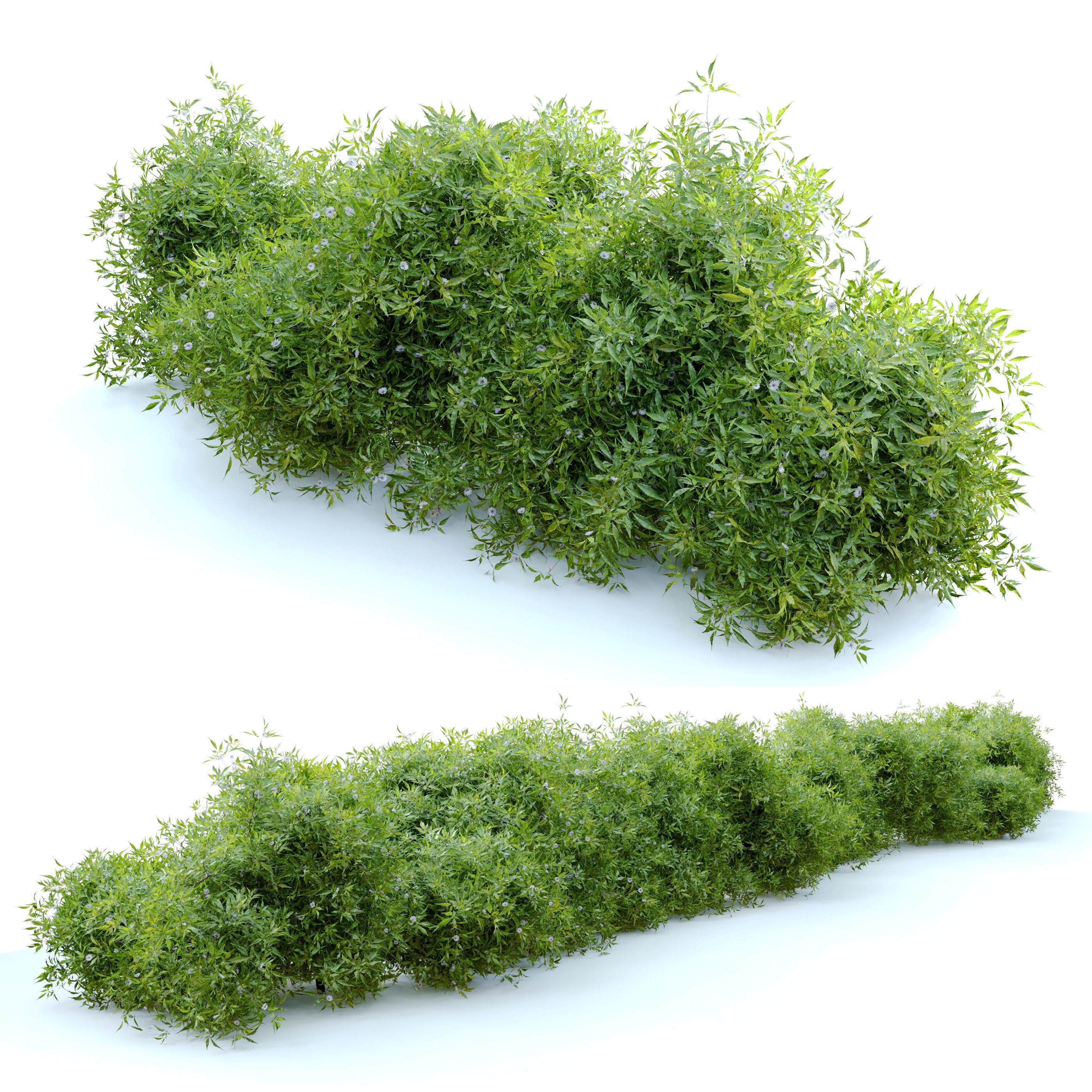 Bush 4 3D model | CGTrader