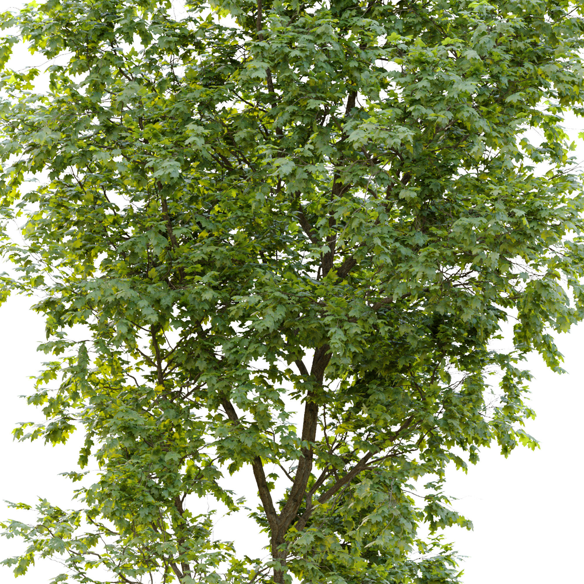 Sycamore maple 3D model | CGTrader