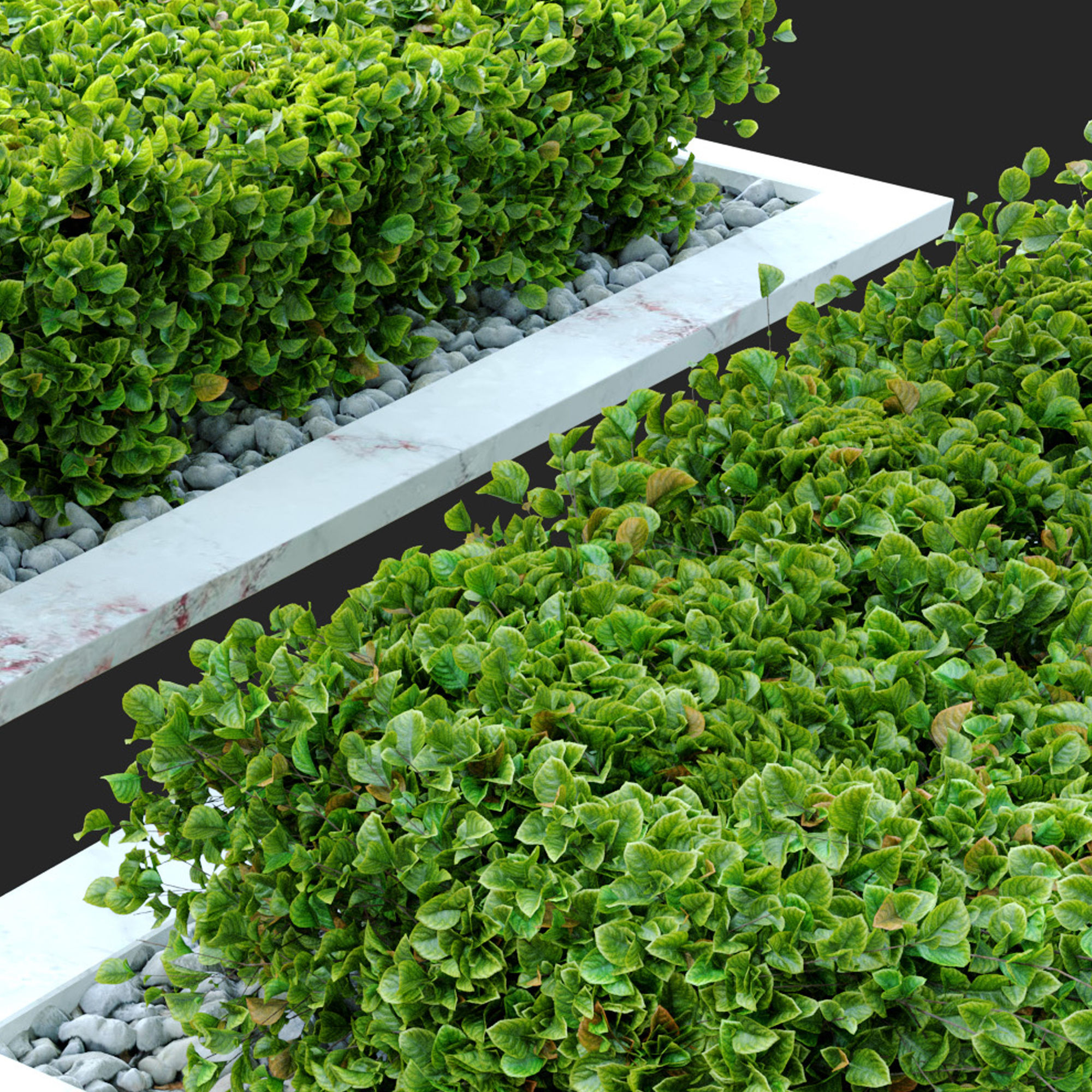 Bush in gravel base 3D model | CGTrader