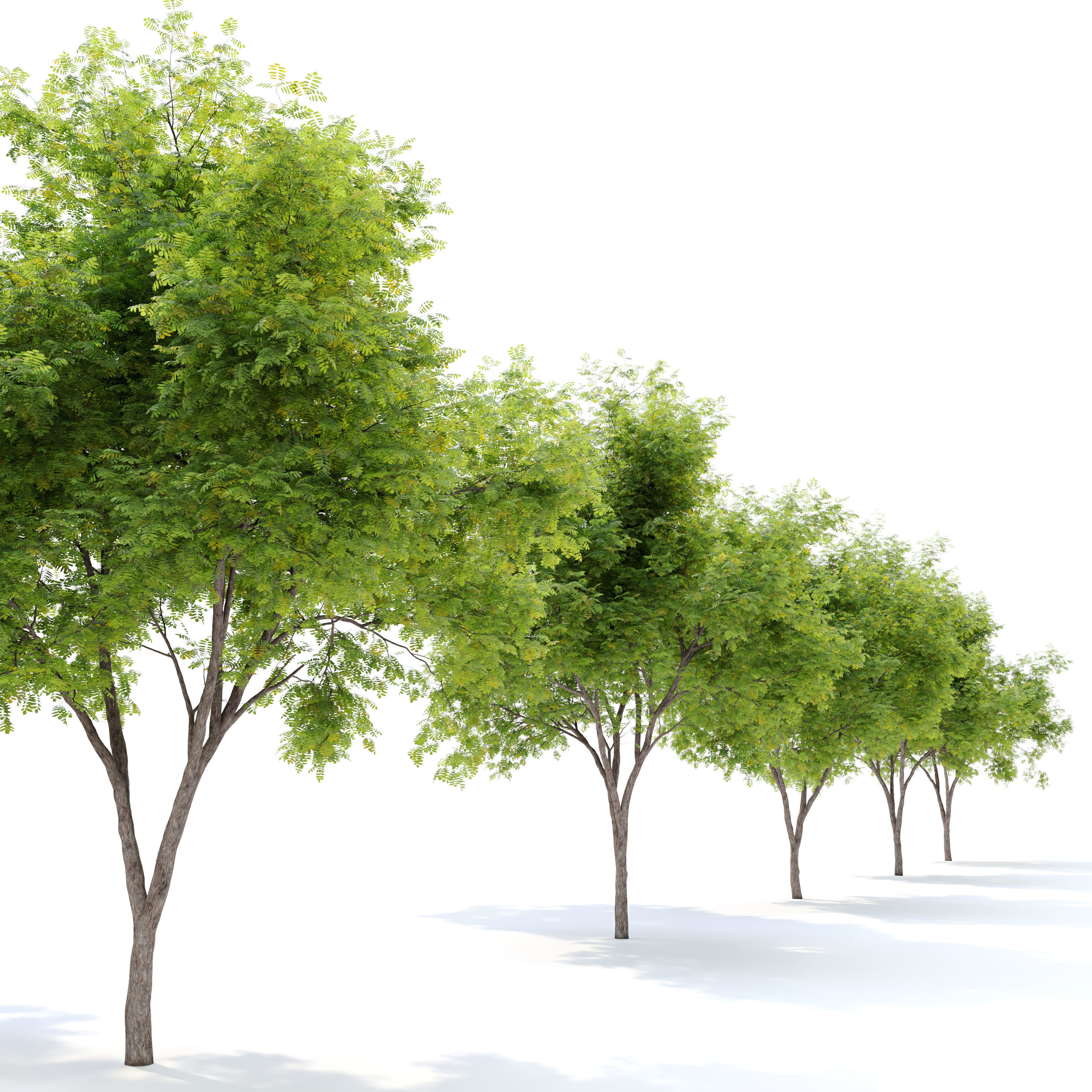 Honey locust 3D model | CGTrader