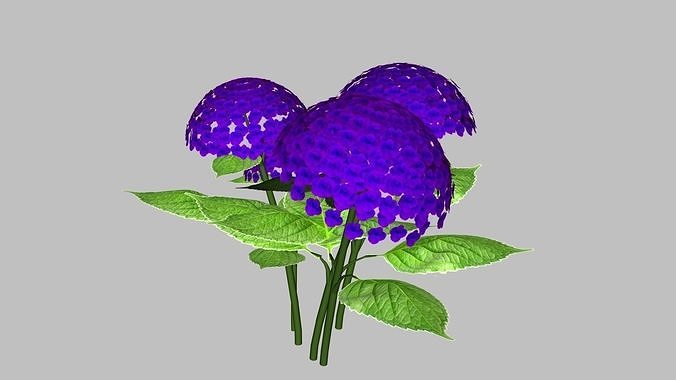 Hydrangea flower 3D model | CGTrader