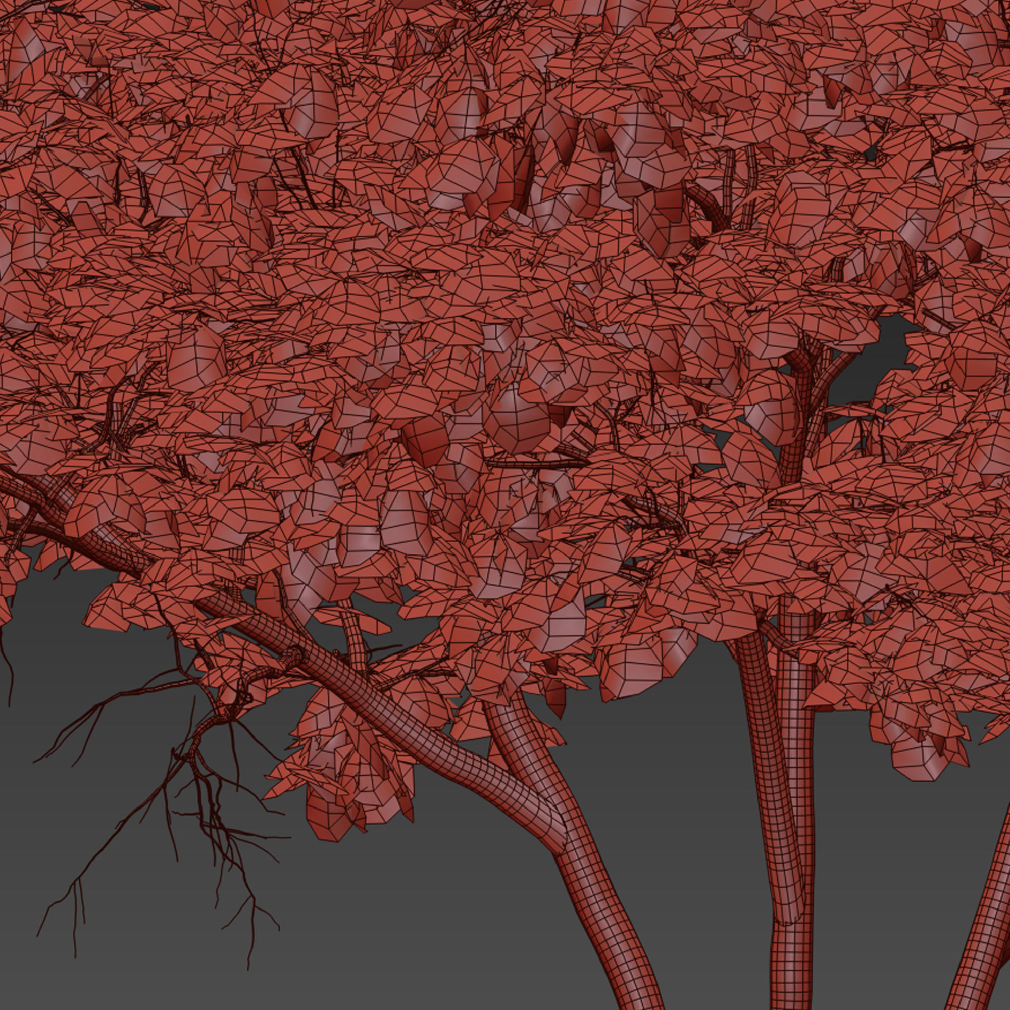 Acer platanoides two seasons 3D model | CGTrader