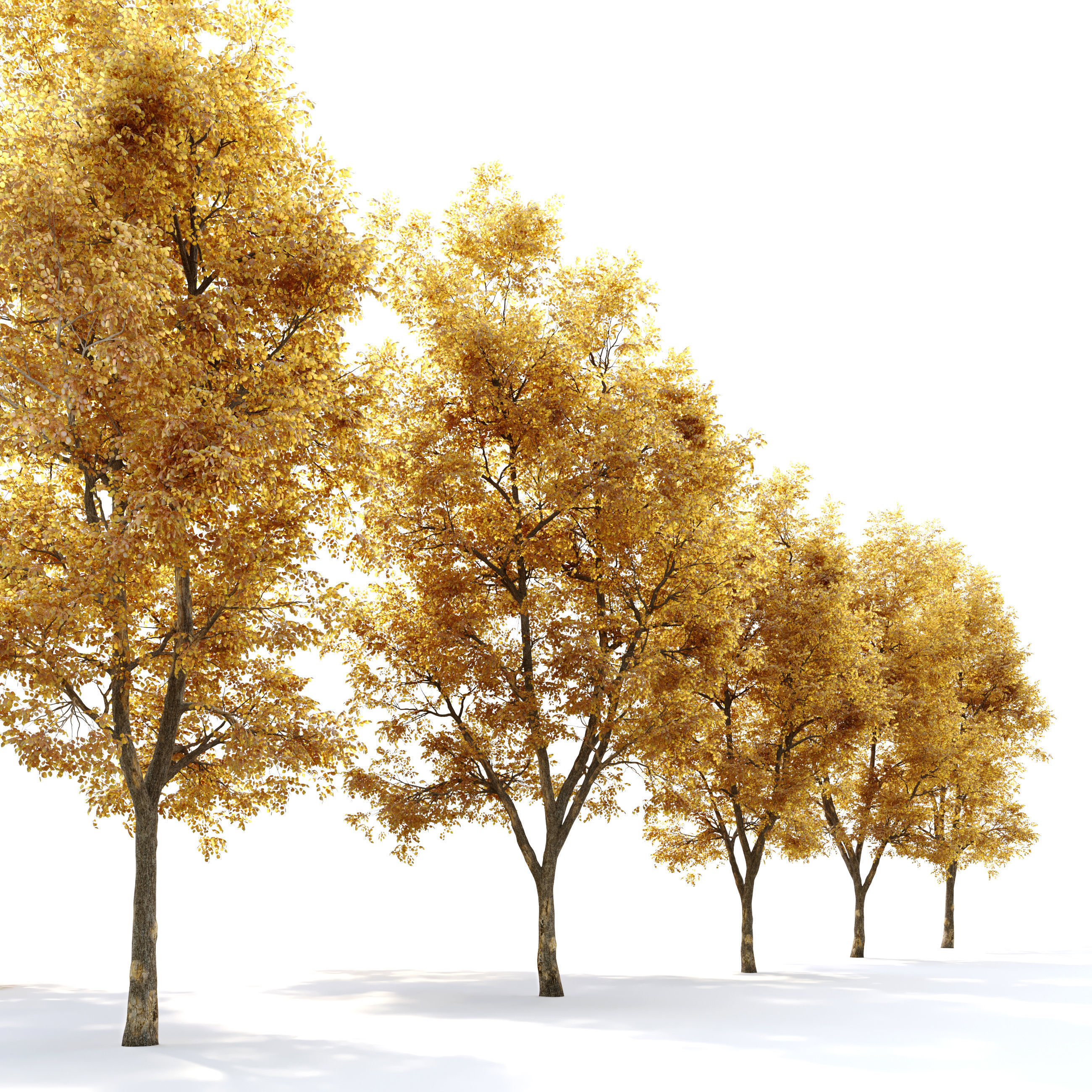 Autumn Alnus glutinosa 3D model | CGTrader
