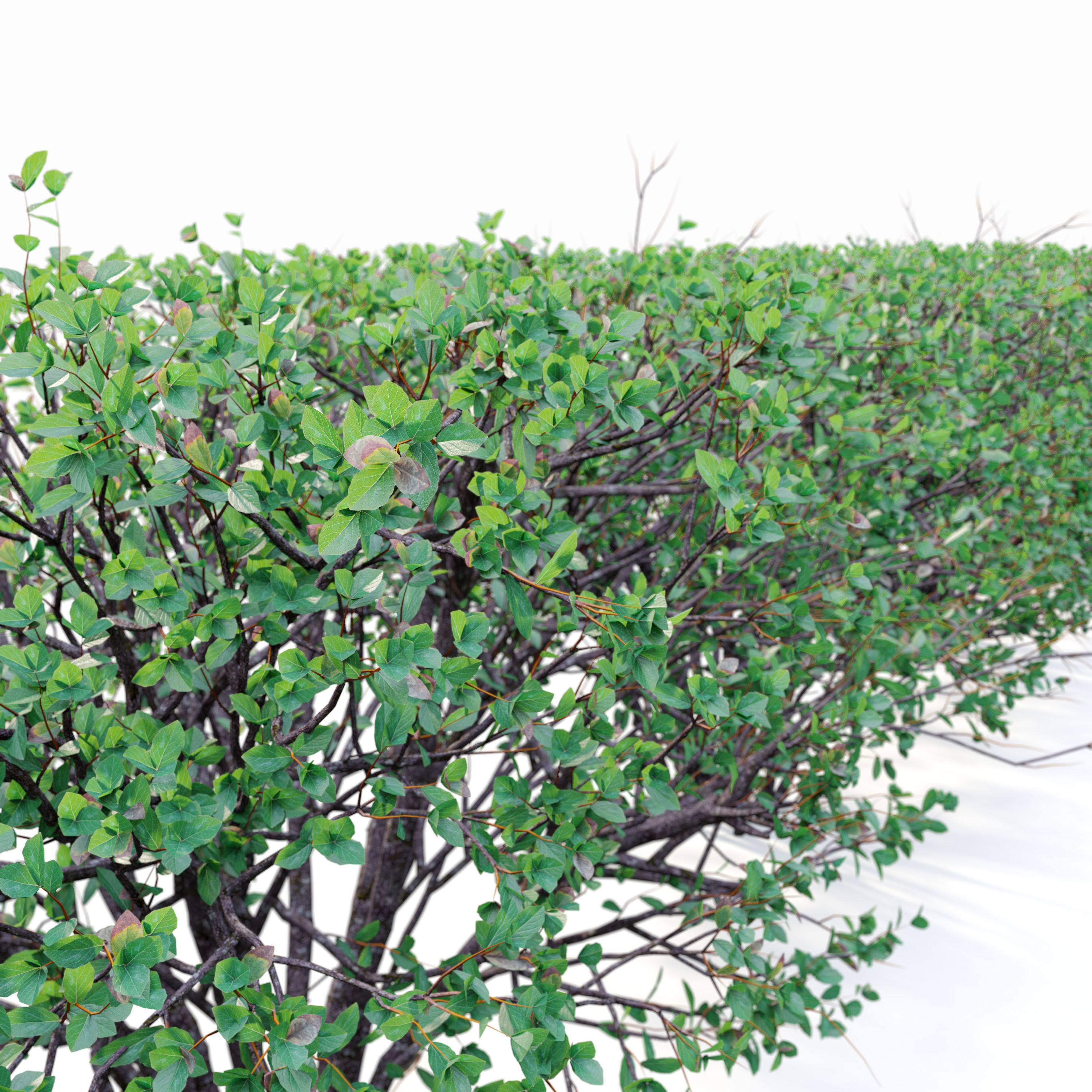 hedge bush 05 3D model | CGTrader