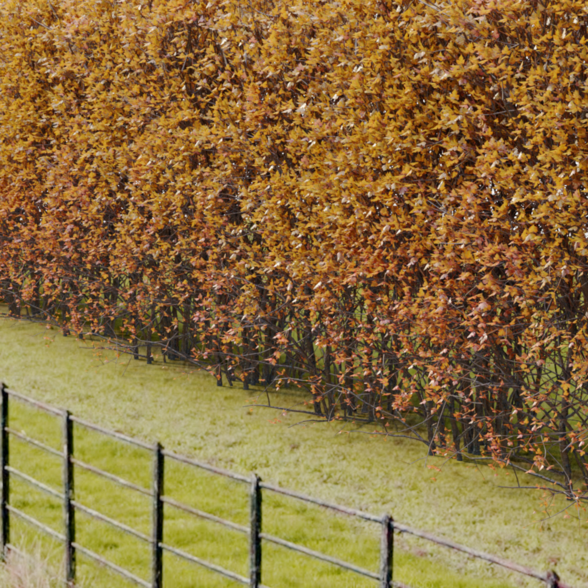 Hedge Bush 07 3D model | CGTrader