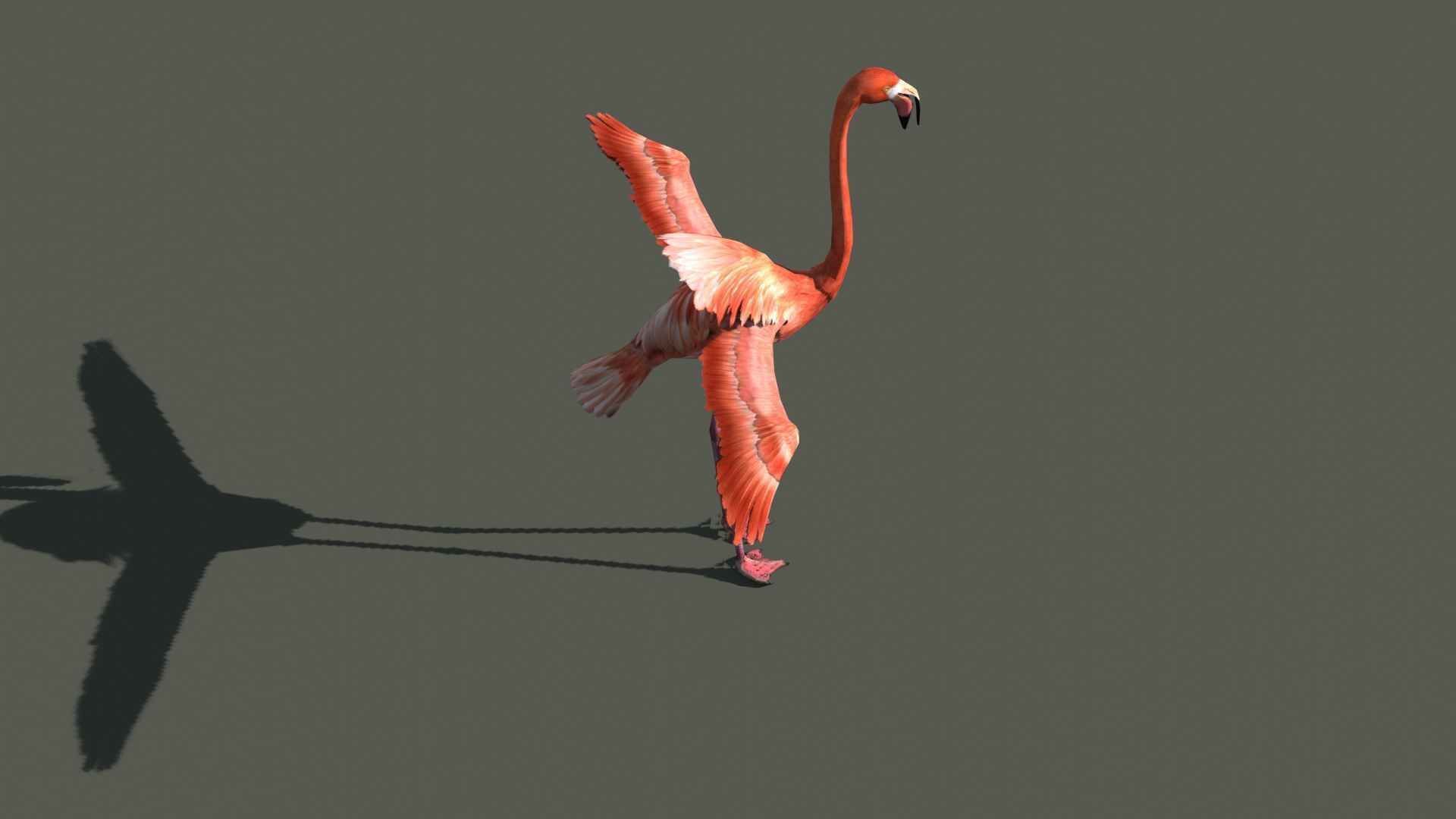 Flamingo Bird 3D Model 3D model rigged | CGTrader