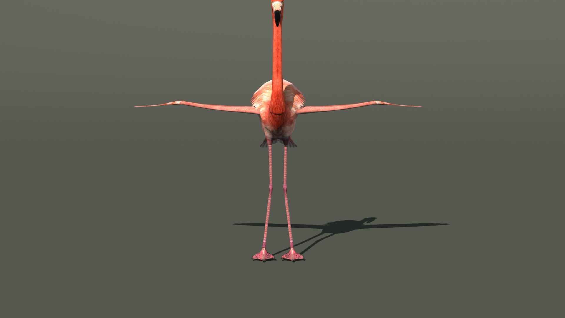 Flamingo Bird 3D Model 3D model rigged | CGTrader