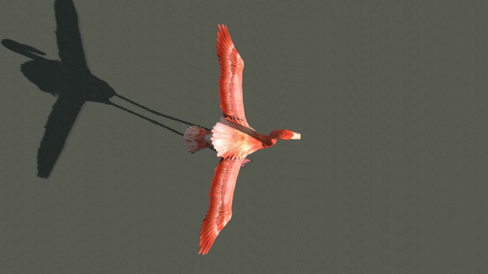 Flamingo Bird 3D Model 3D model rigged | CGTrader