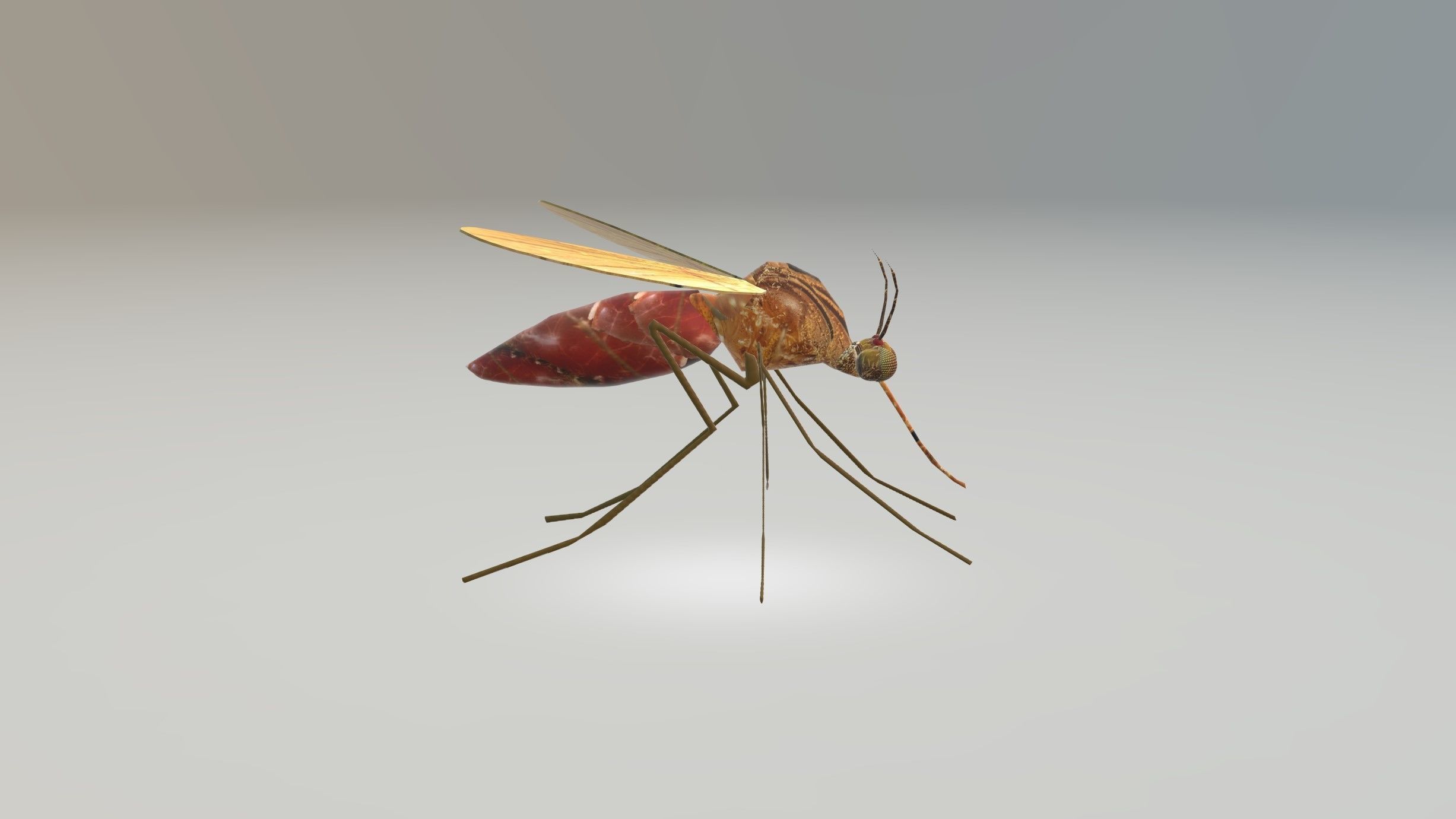 Mosquito Blood Sucked Culex 3D model | CGTrader