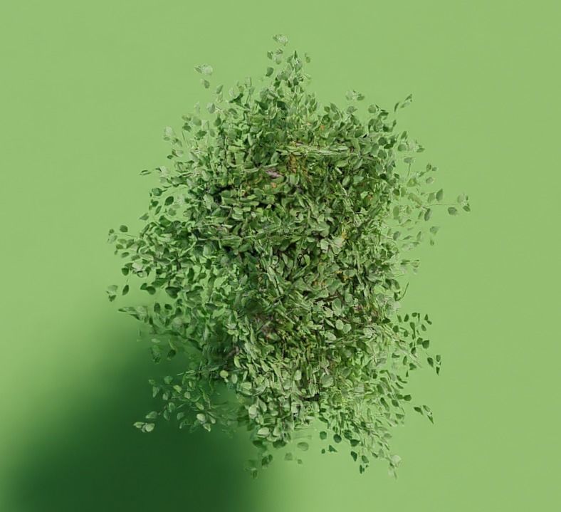 3D model Tree with transparent PBR Textures VR / AR / low-poly | CGTrader