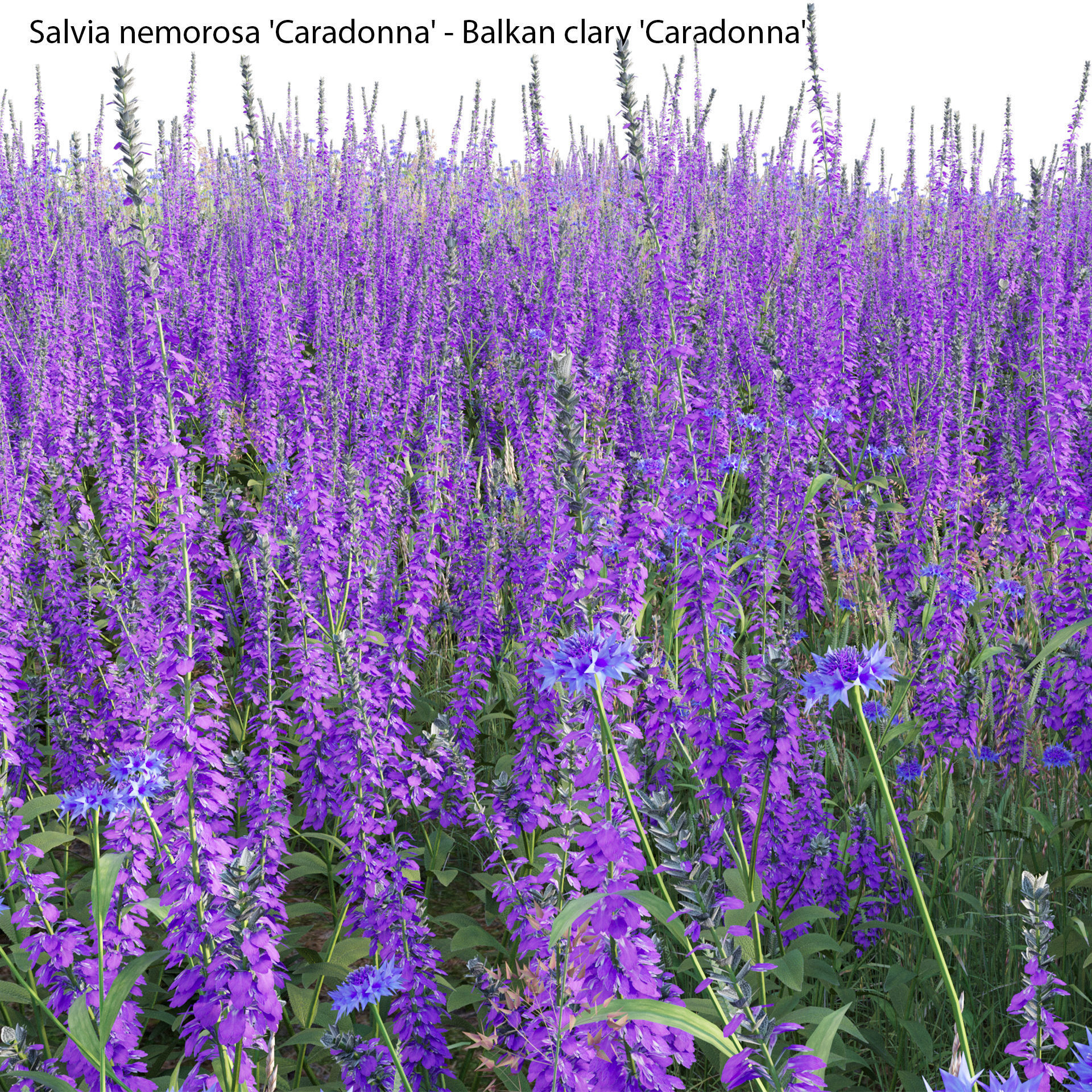 Salvia nemorosa Caradonna - Balkan clary Caradonna 3D model | CGTrader