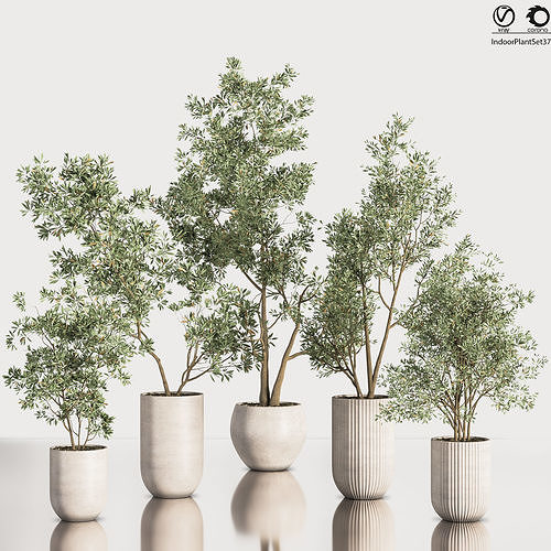 IndoorPlantSet37 five trees in vases 3D model | CGTrader
