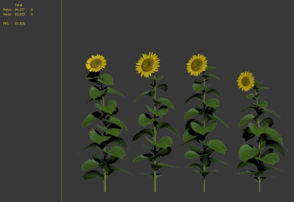 Sunflower different sunflowers 3D model | CGTrader