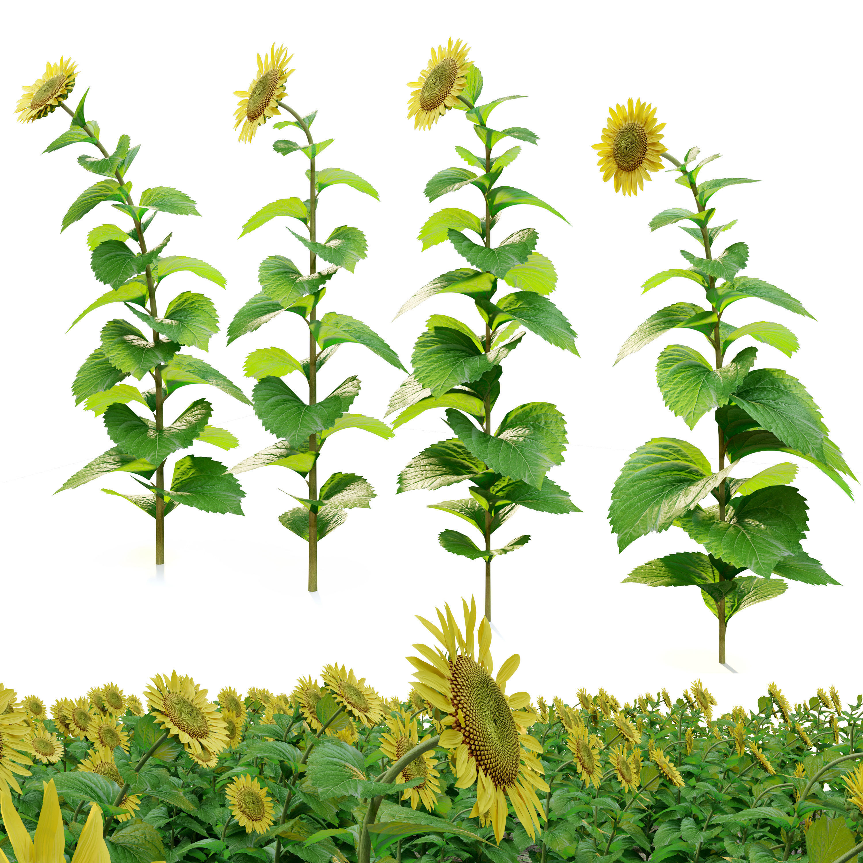 Sunflower different sunflowers 3D model | CGTrader