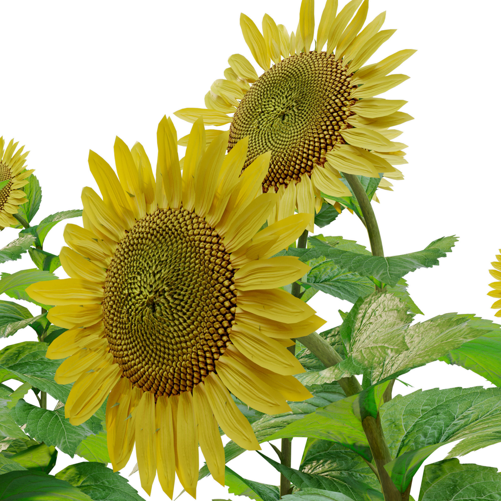 Sunflower different sunflowers 3D model | CGTrader