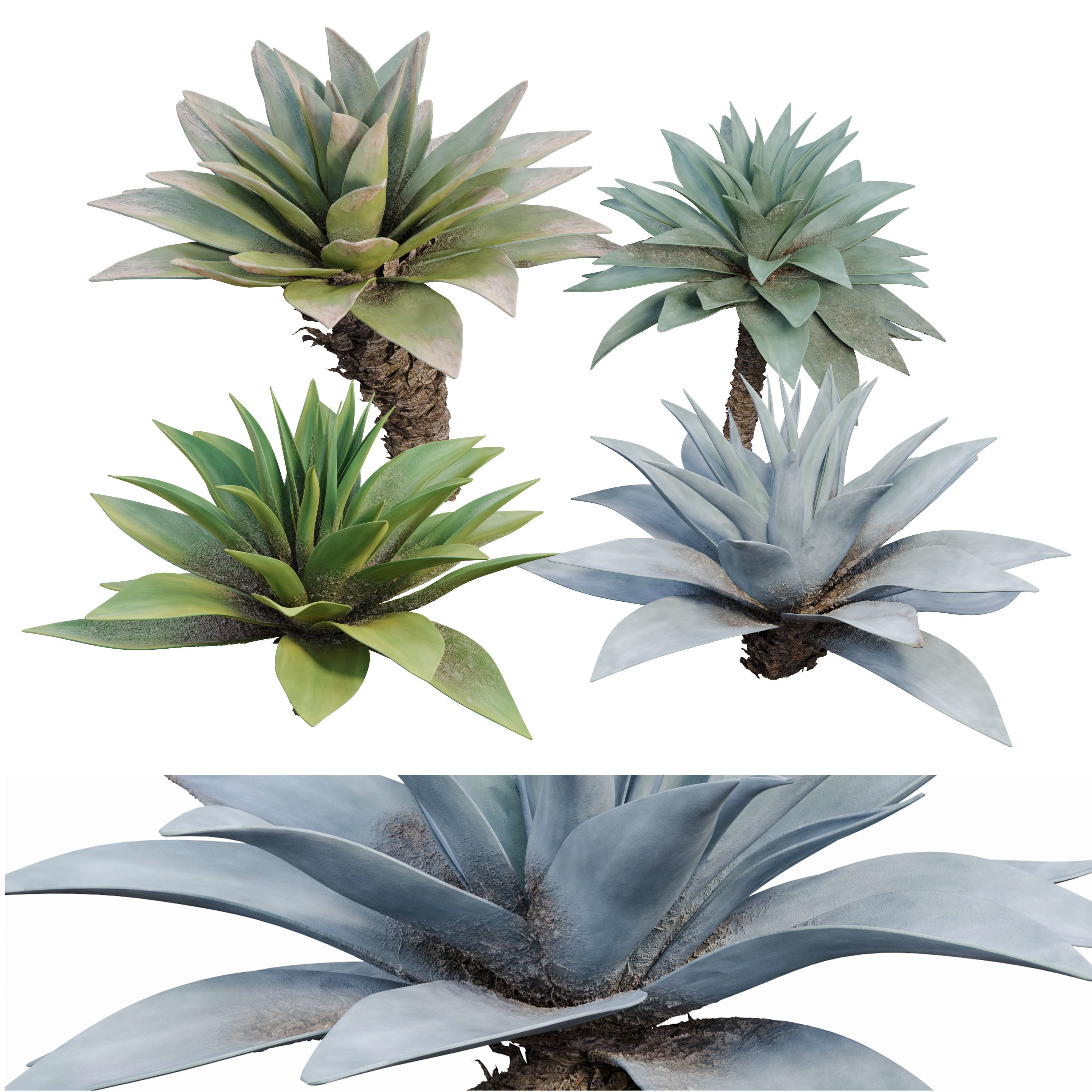 Agave 03 3D model | CGTrader
