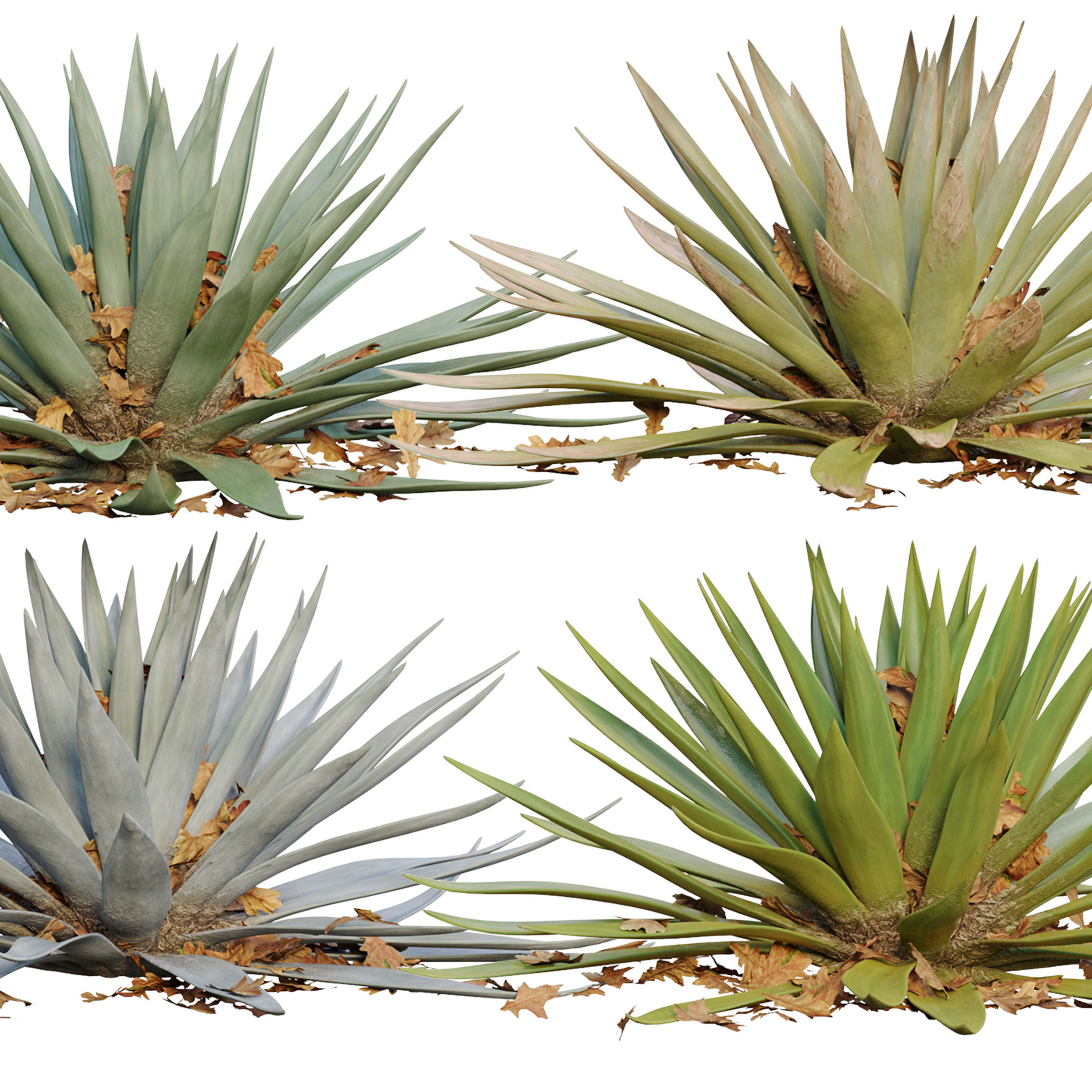Agave 04 3D model | CGTrader