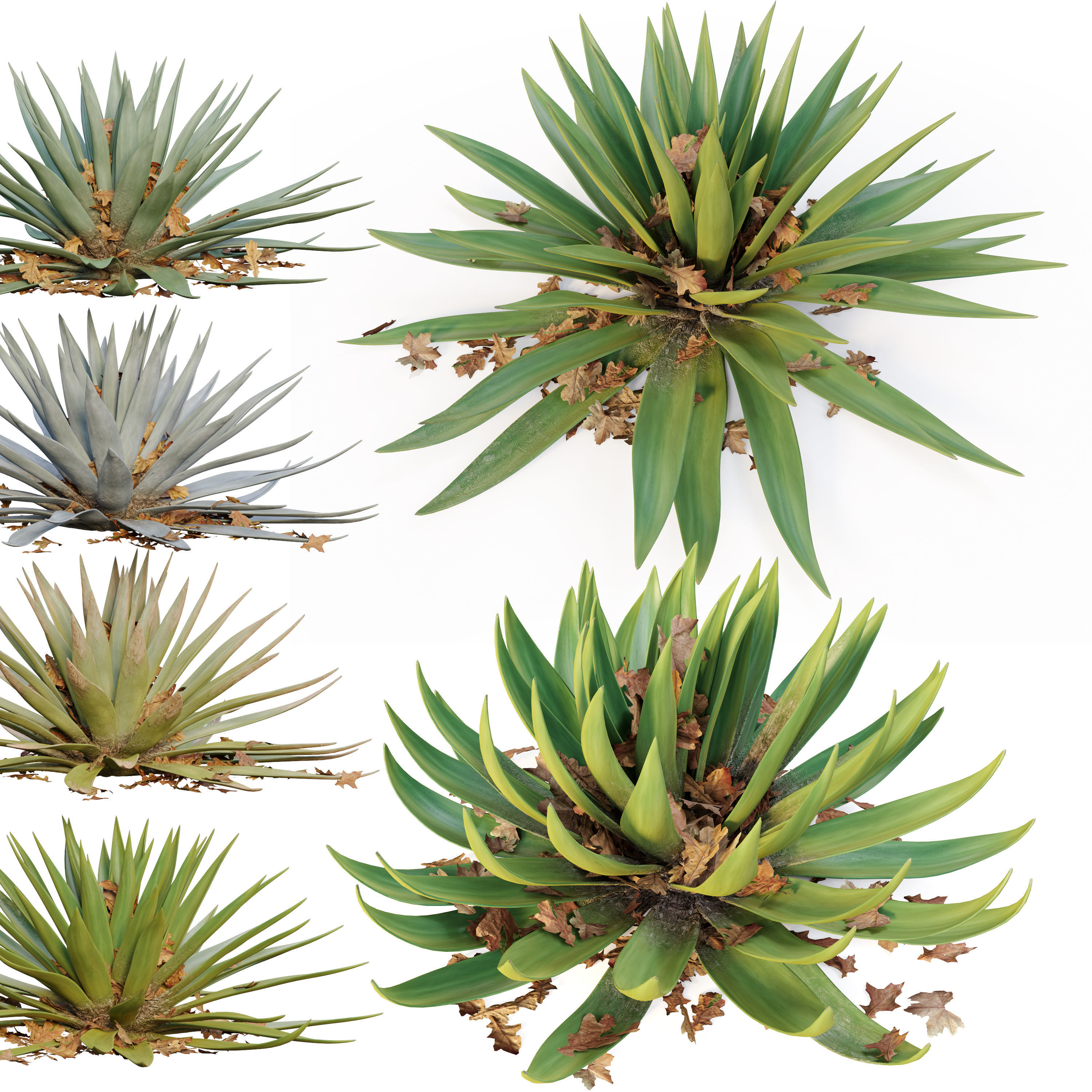 Agave 04 3D model | CGTrader
