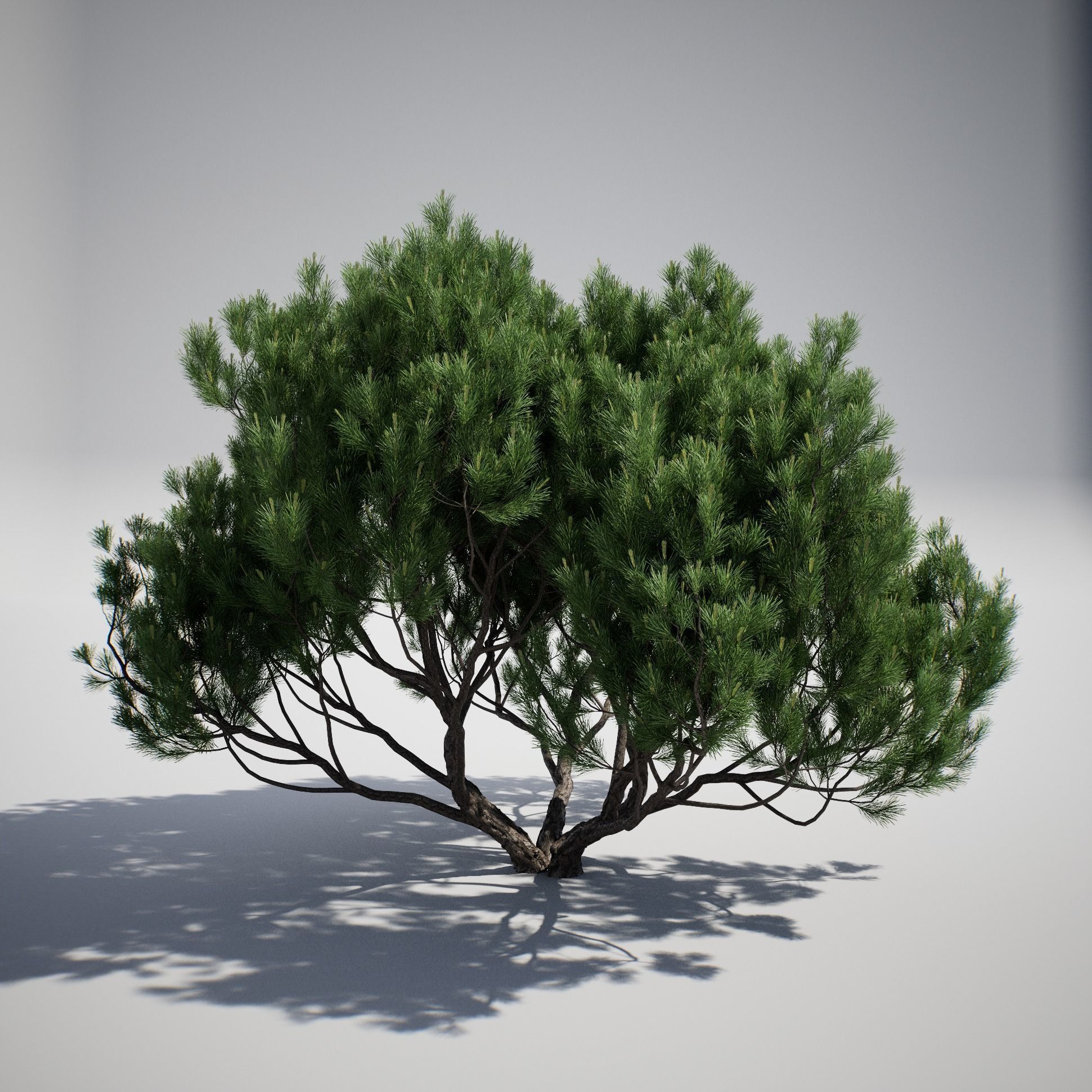 Pine Tree - Pinus Mugo Set 3D model animated | CGTrader