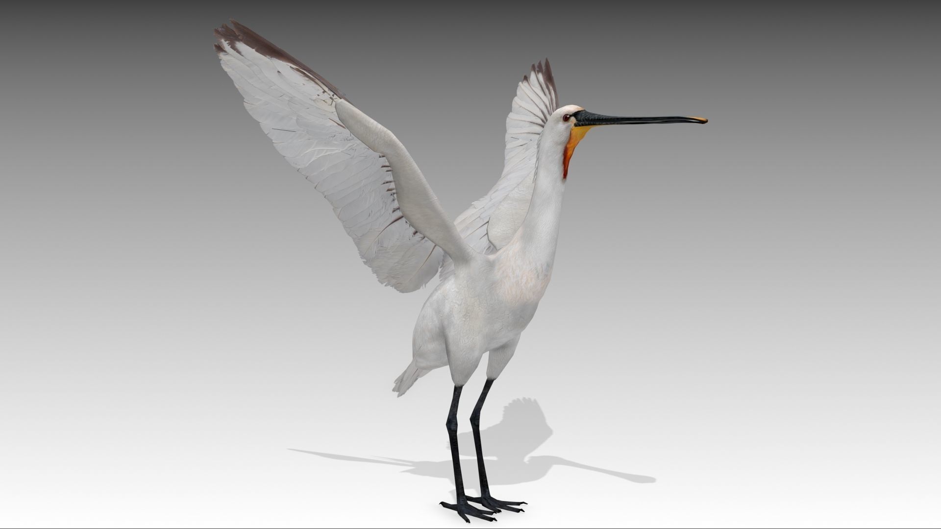 3D model Spoonbill stork VR / AR / low-poly | CGTrader