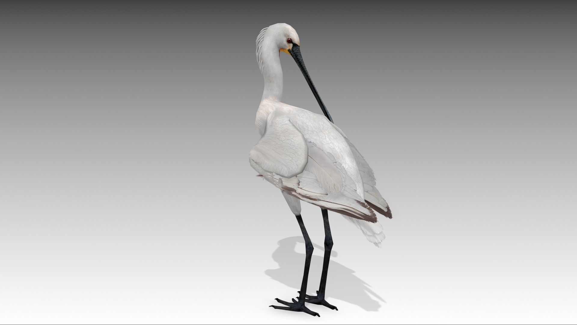 3D model Spoonbill stork VR / AR / low-poly | CGTrader