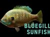 3D model Bluegill Sunfish VR / AR / low-poly | CGTrader