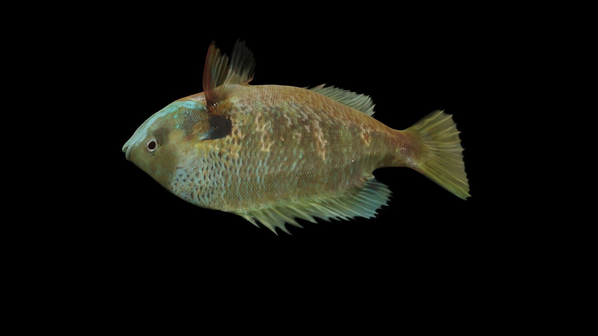 3D model Bluegill Sunfish VR / AR / low-poly | CGTrader
