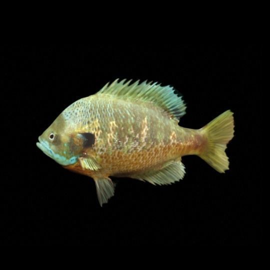 3D model Bluegill Sunfish VR / AR / low-poly | CGTrader