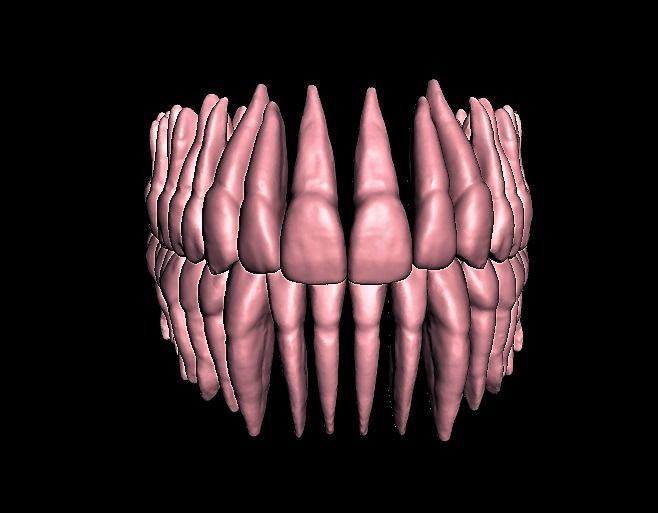 3D model Anatomic Teeth with Roots Upper Lower Arch 3D Model VR / AR ...