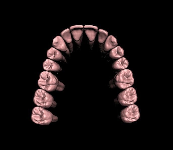 3D model Anatomic Teeth with Roots Upper Lower Arch 3D Model VR / AR ...