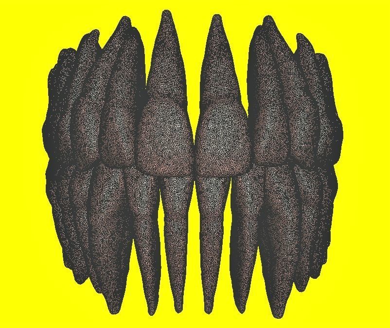 3D model Anatomic Teeth with Roots Upper Lower Arch 3D Model VR / AR ...