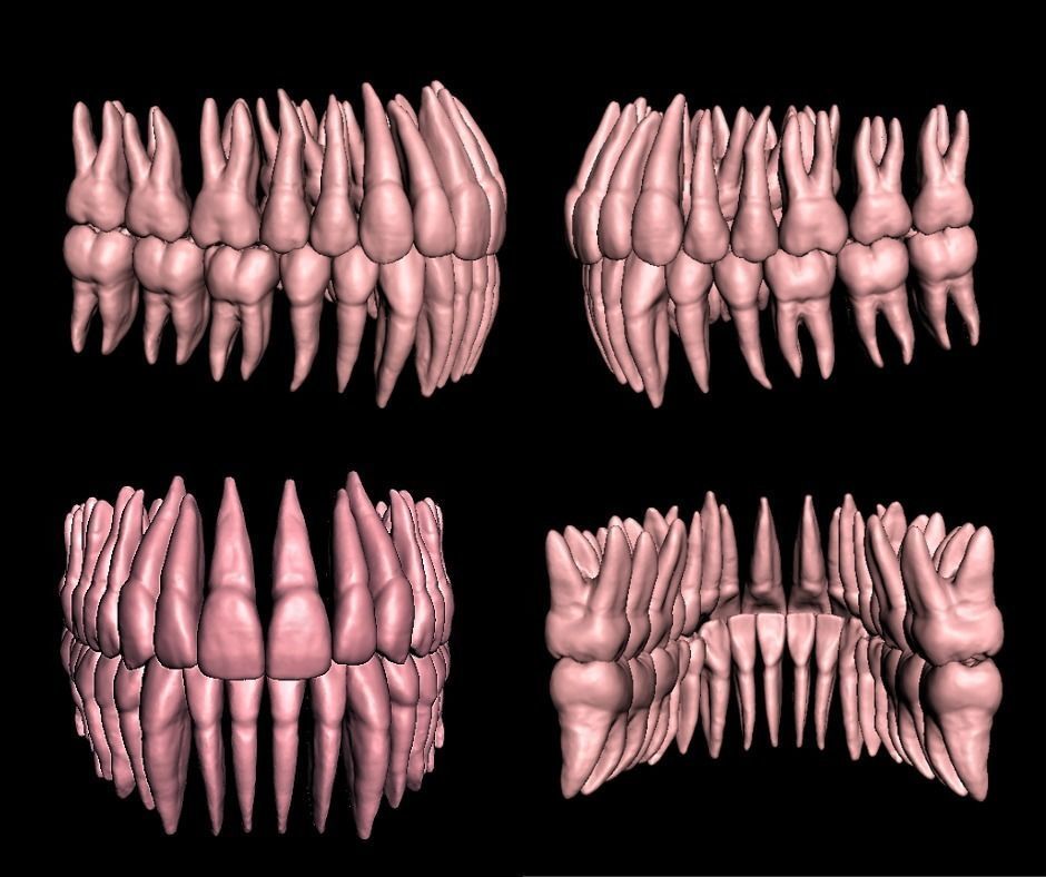 3D model Anatomic Teeth with Roots Upper Lower Arch 3D Model VR / AR ...
