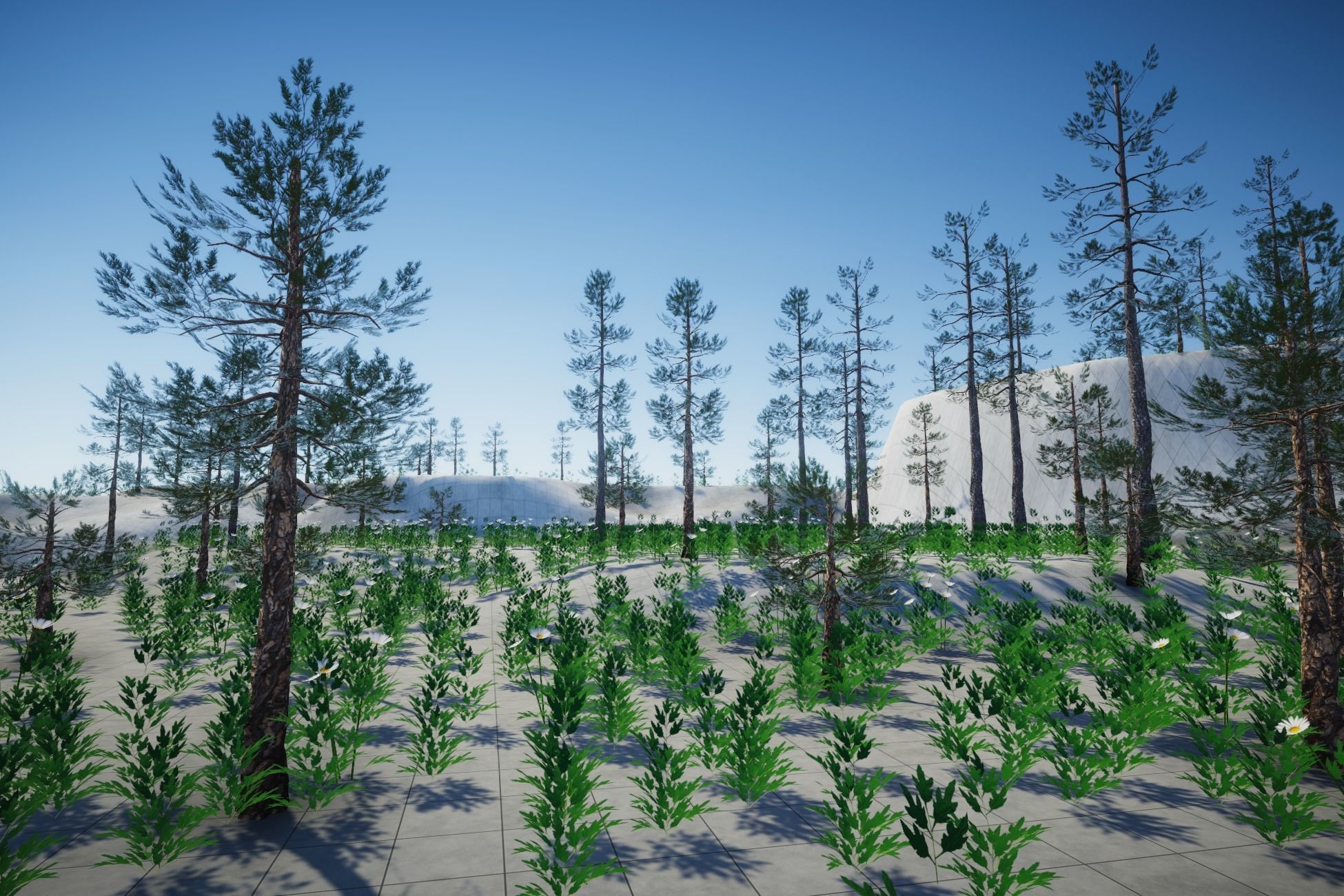 Realistic Pine Pack free VR / AR / low-poly 3D model | CGTrader