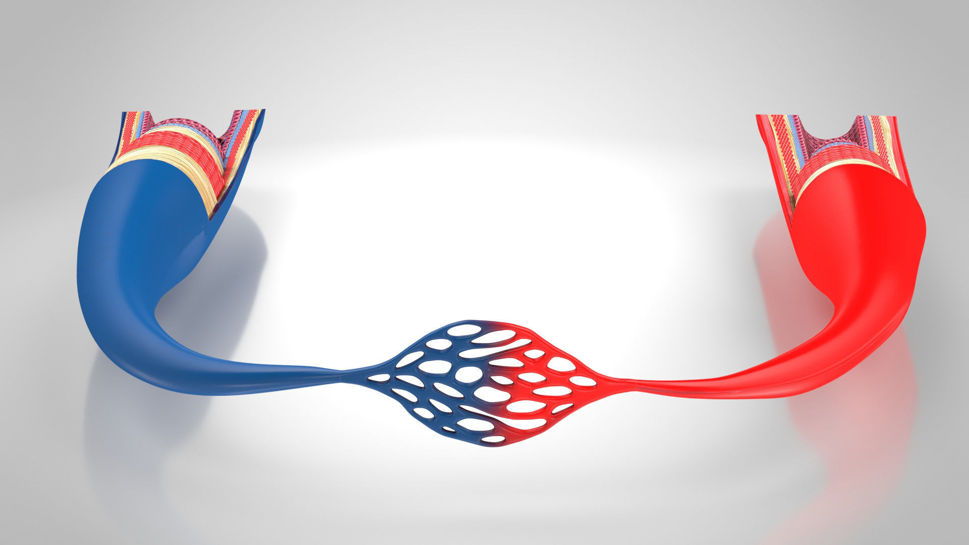 3D model Blood Vessels - Vein and Artery VR / AR / low-poly | CGTrader