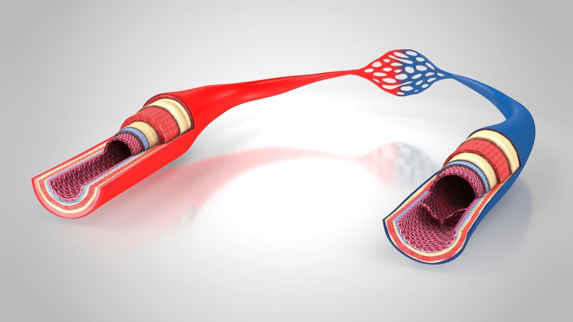 3D model Blood Vessels - Vein and Artery VR / AR / low-poly | CGTrader