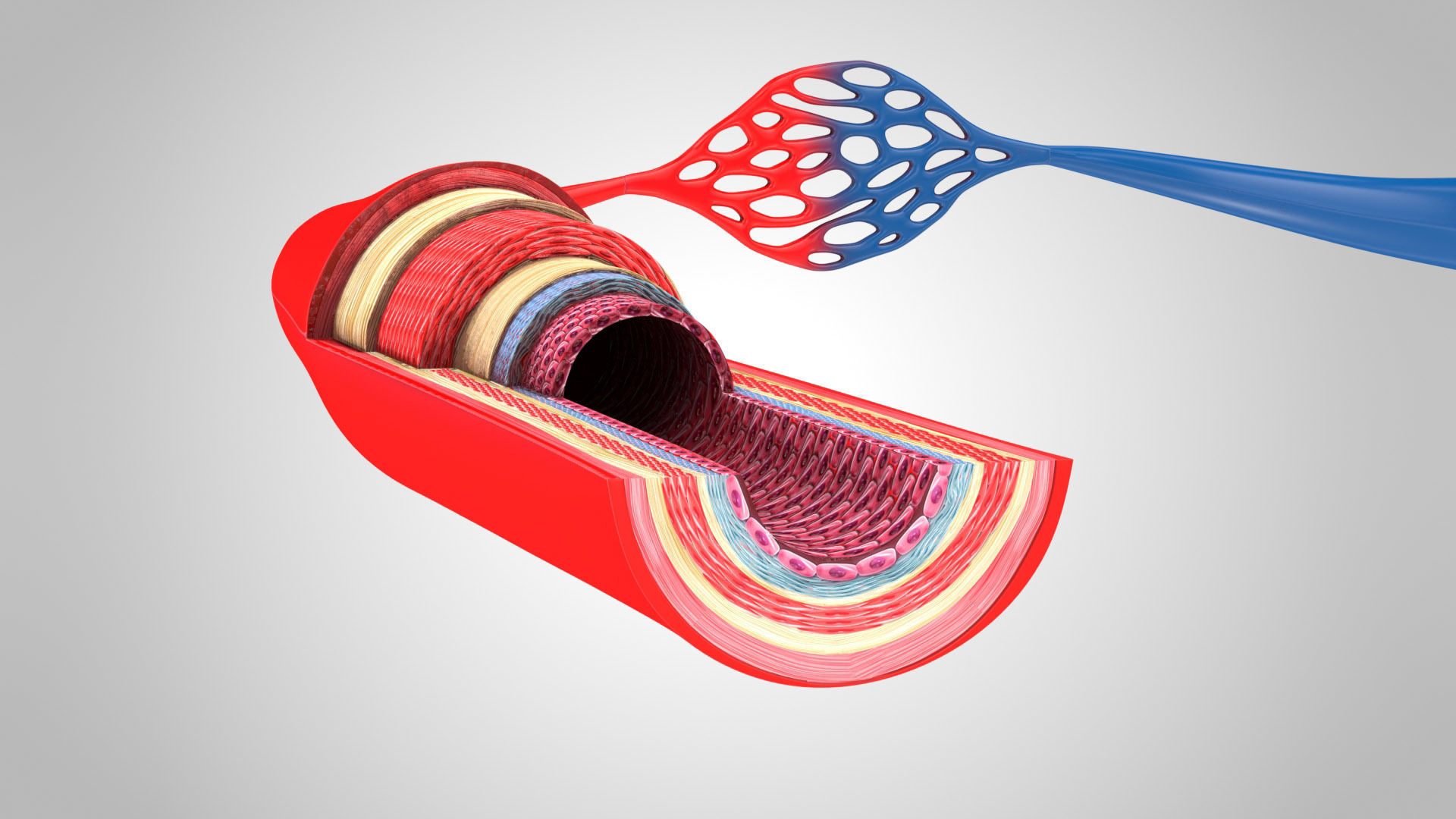 3D model Blood Vessels - Vein and Artery VR / AR / low-poly | CGTrader