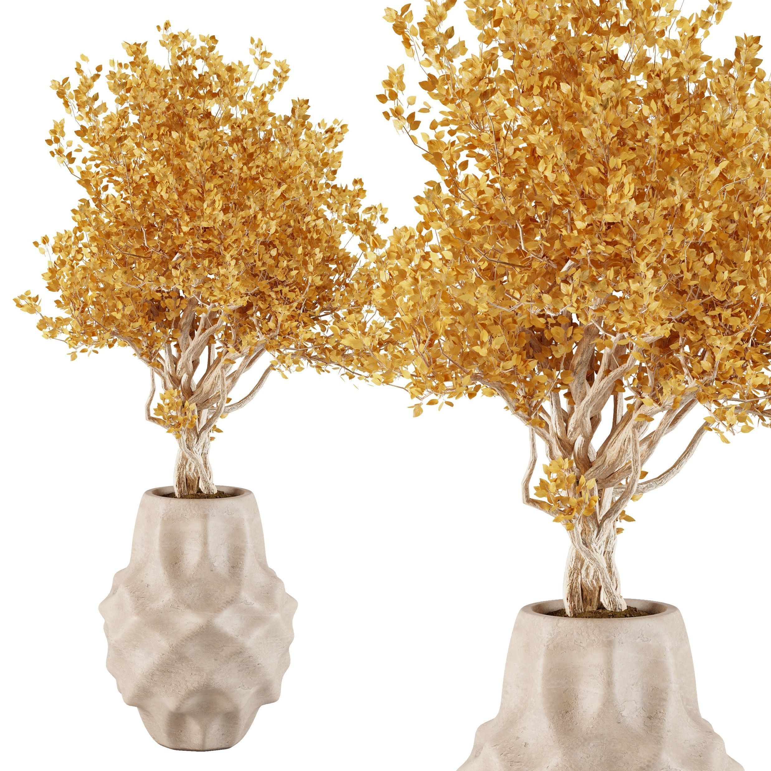 Indoor Plants set 21 3D model | CGTrader