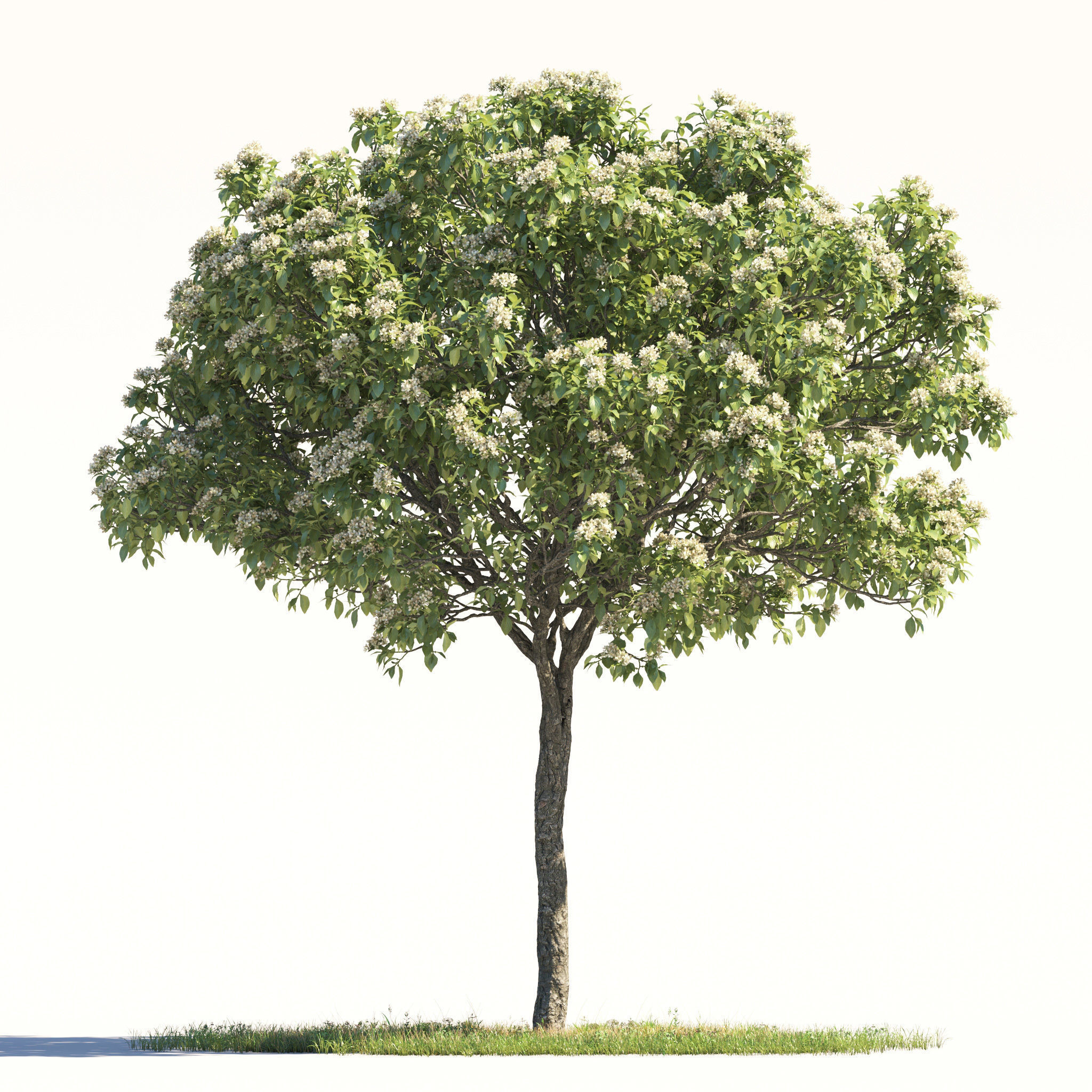 Archmodels vol 264 - collection of 40 blooming trees 3D model | CGTrader