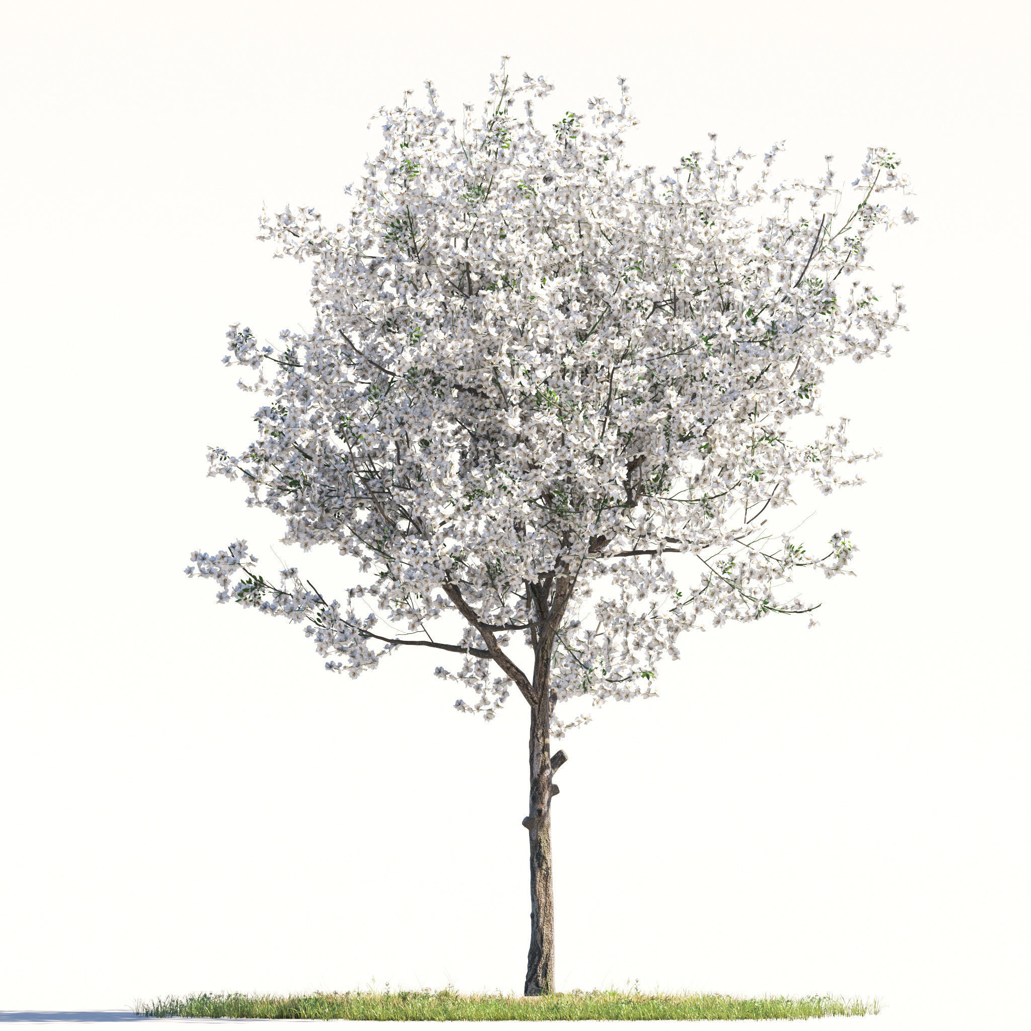 Archmodels vol 264 - collection of 40 blooming trees 3D model | CGTrader