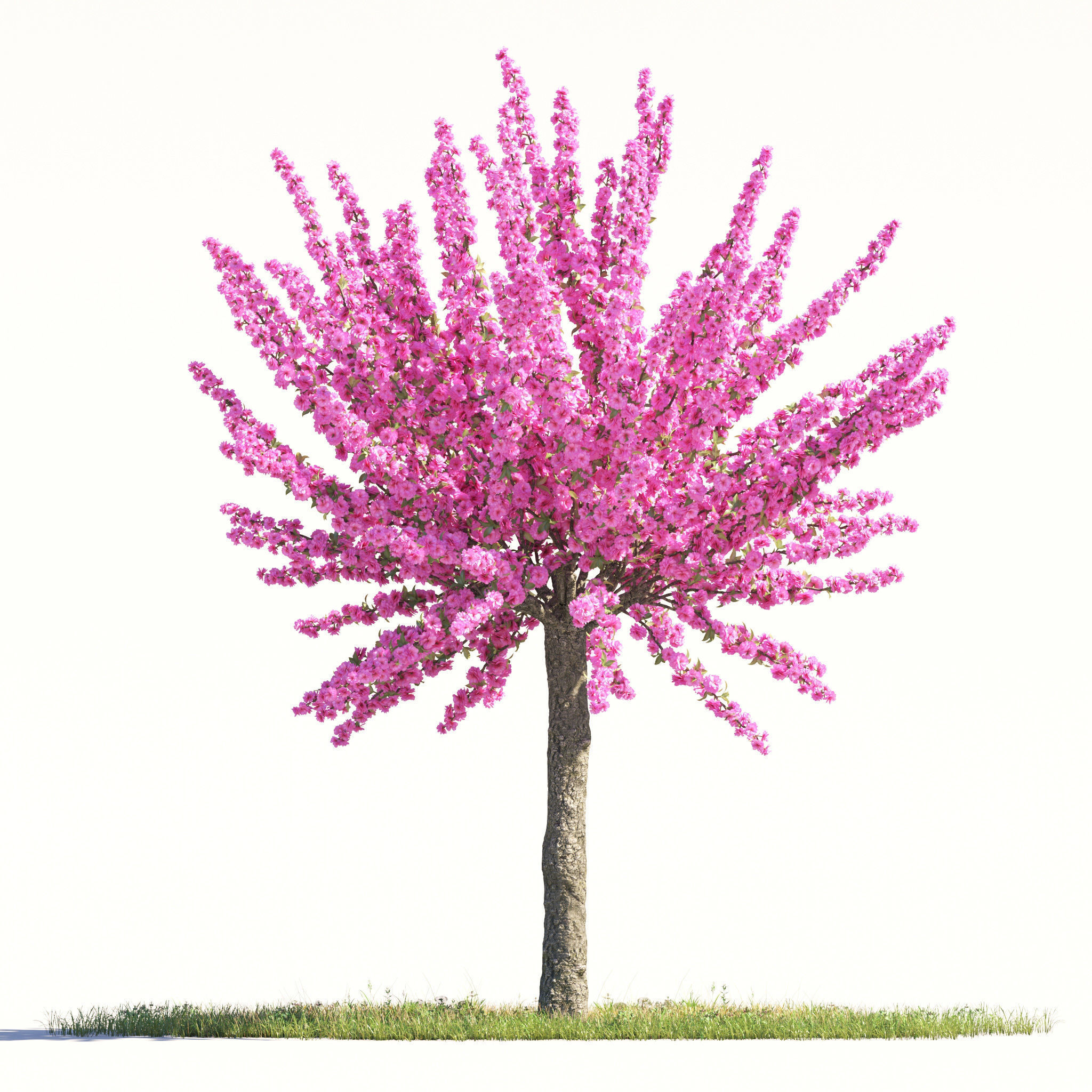 Archmodels vol 264 - collection of 40 blooming trees 3D model | CGTrader