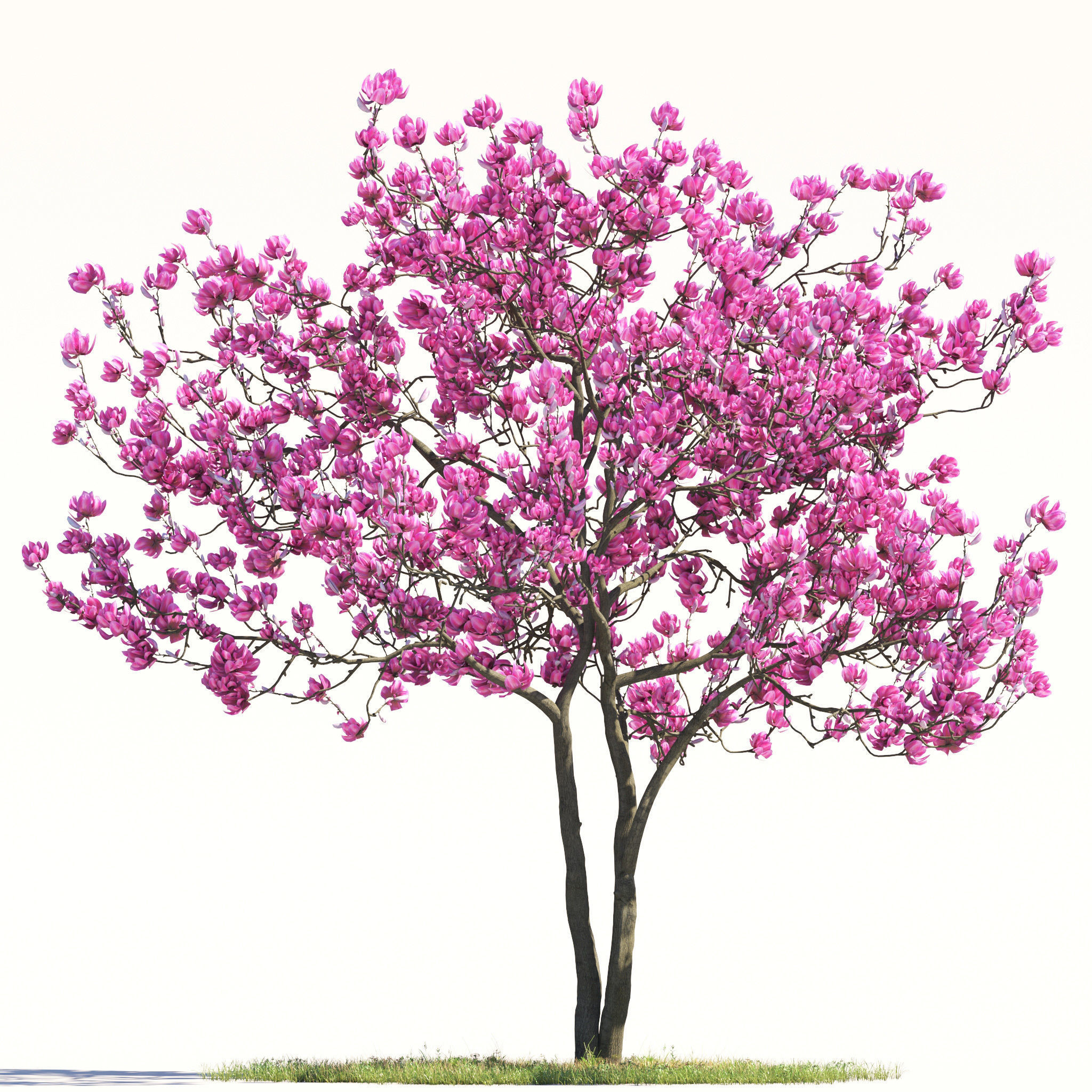 Archmodels vol 264 - collection of 40 blooming trees 3D model | CGTrader