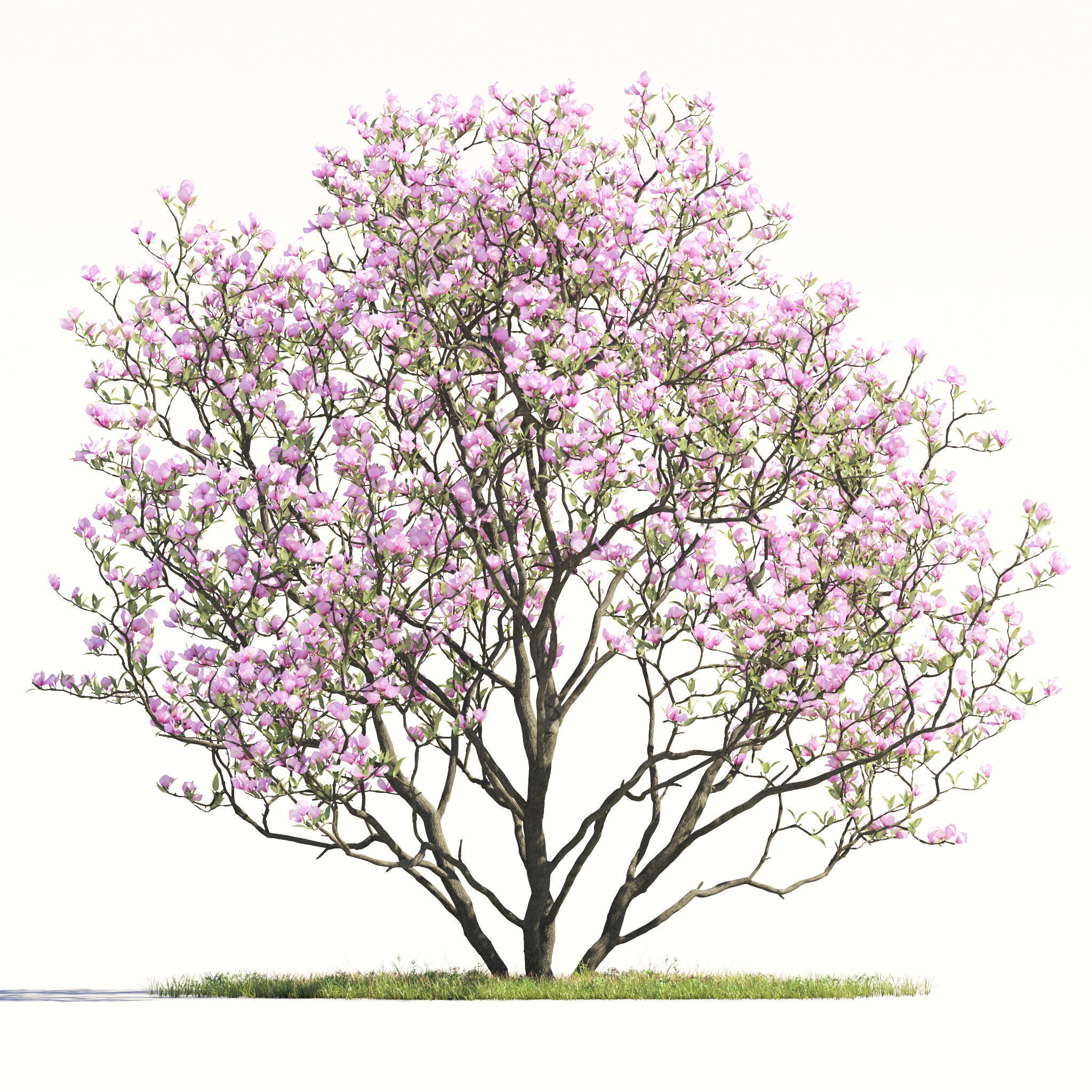 Archmodels vol 264 - collection of 40 blooming trees 3D model | CGTrader