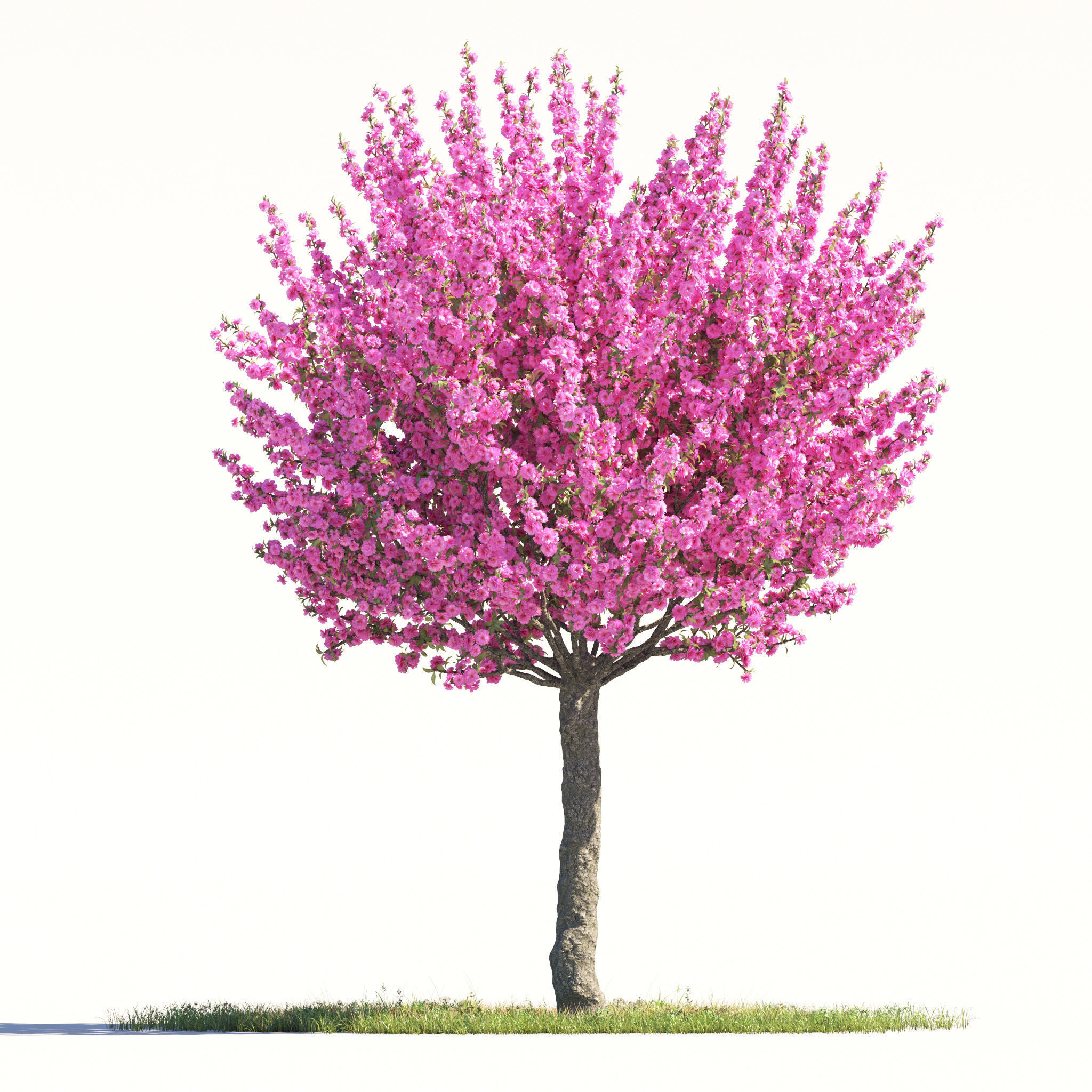 Archmodels vol 264 - collection of 40 blooming trees 3D model | CGTrader