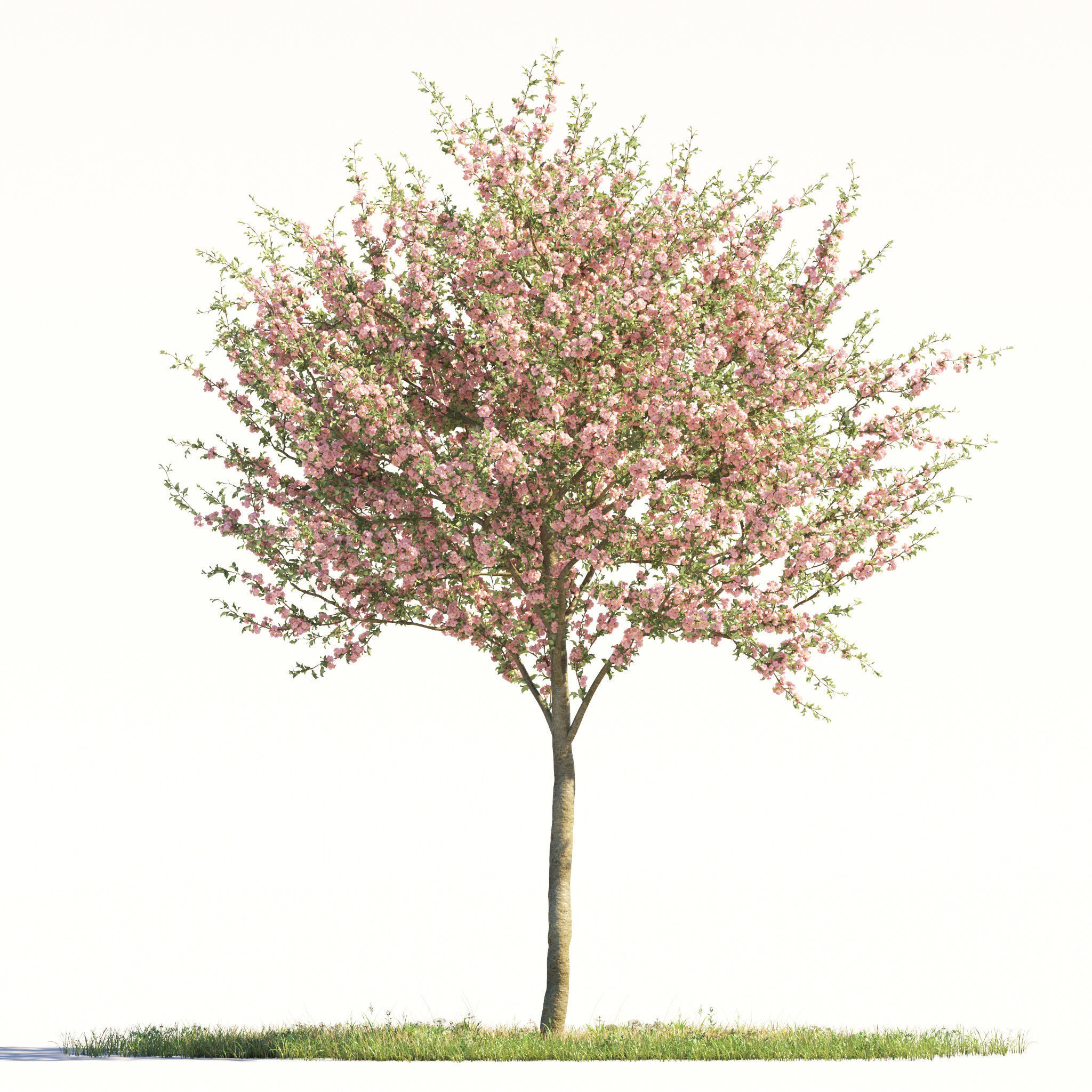 Archmodels vol 264 - collection of 40 blooming trees 3D model | CGTrader
