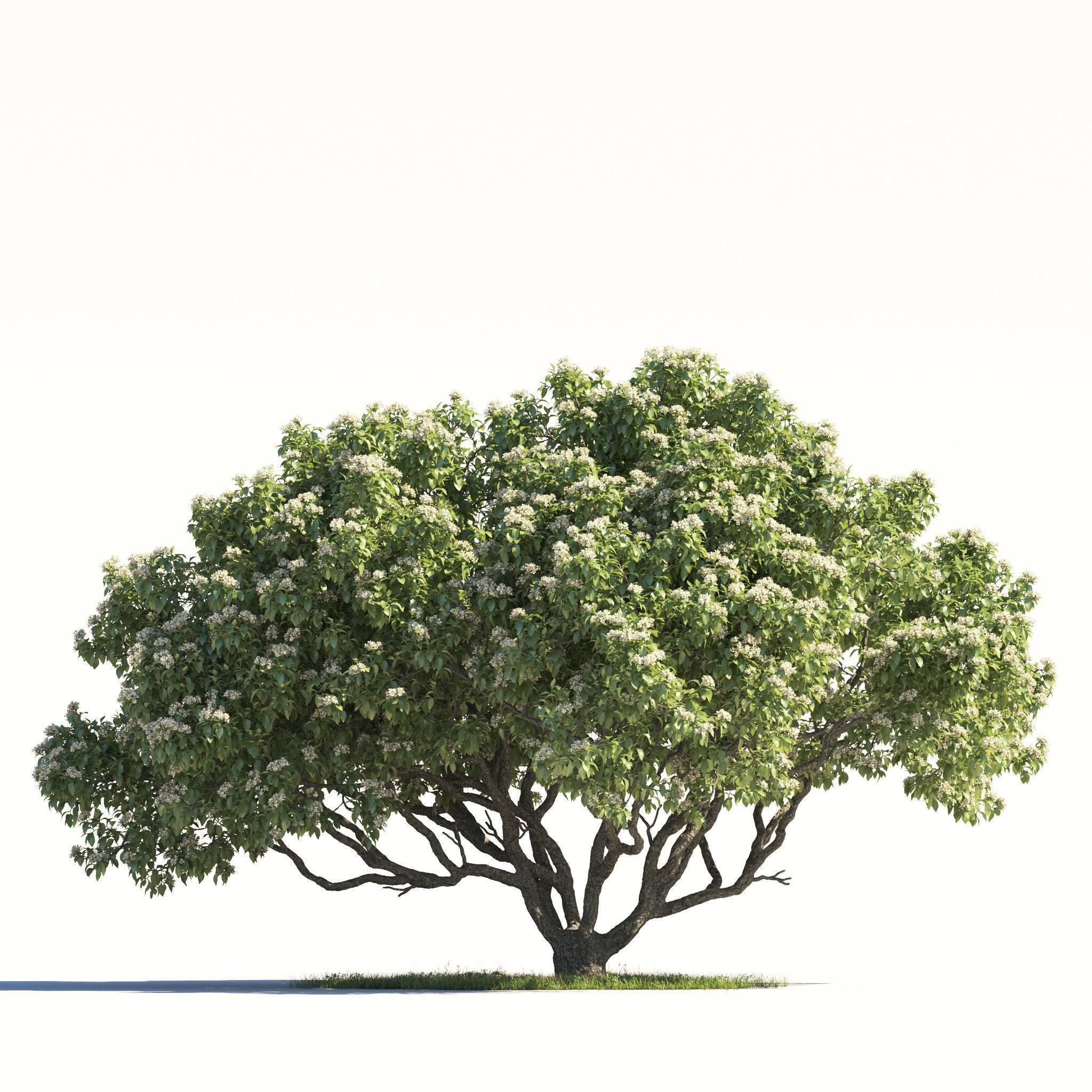 Archmodels vol 264 - collection of 40 blooming trees 3D model | CGTrader