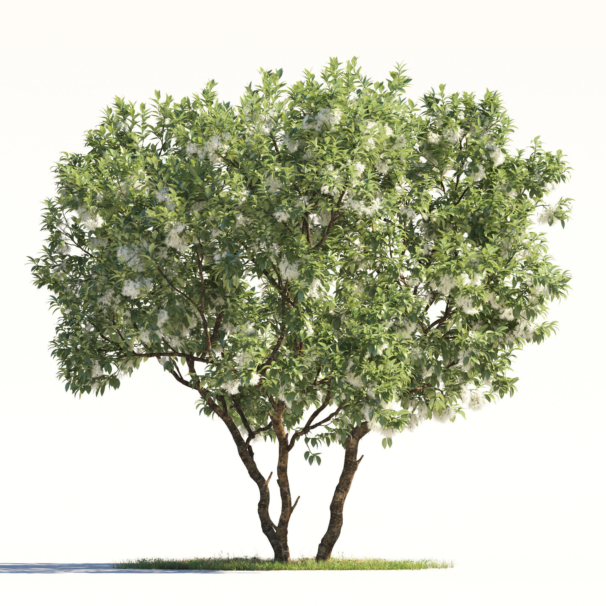 Archmodels vol 264 - collection of 40 blooming trees 3D model | CGTrader